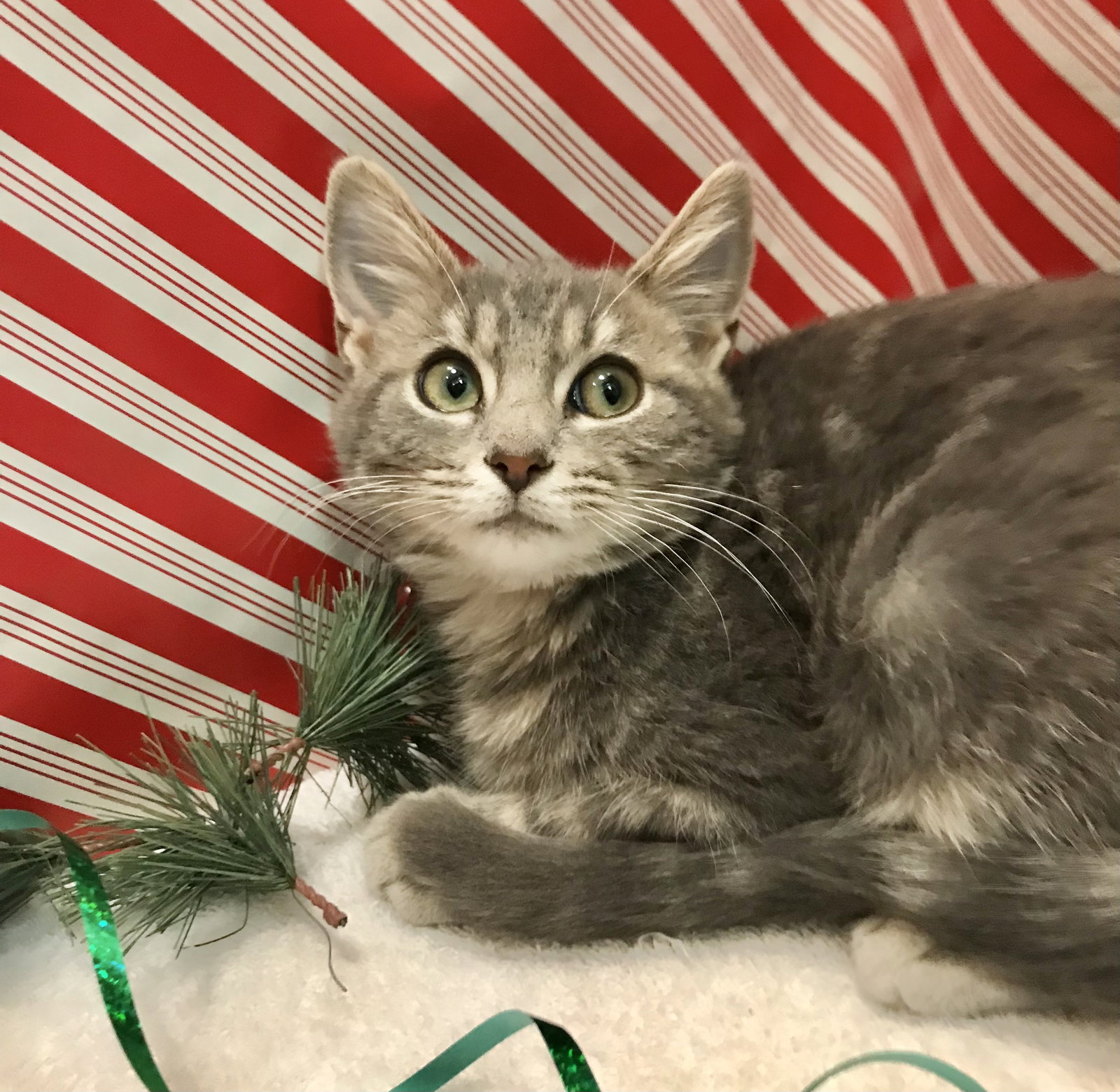 Cats for Adoption in Green Meadows, Ohio | Alpha Paw