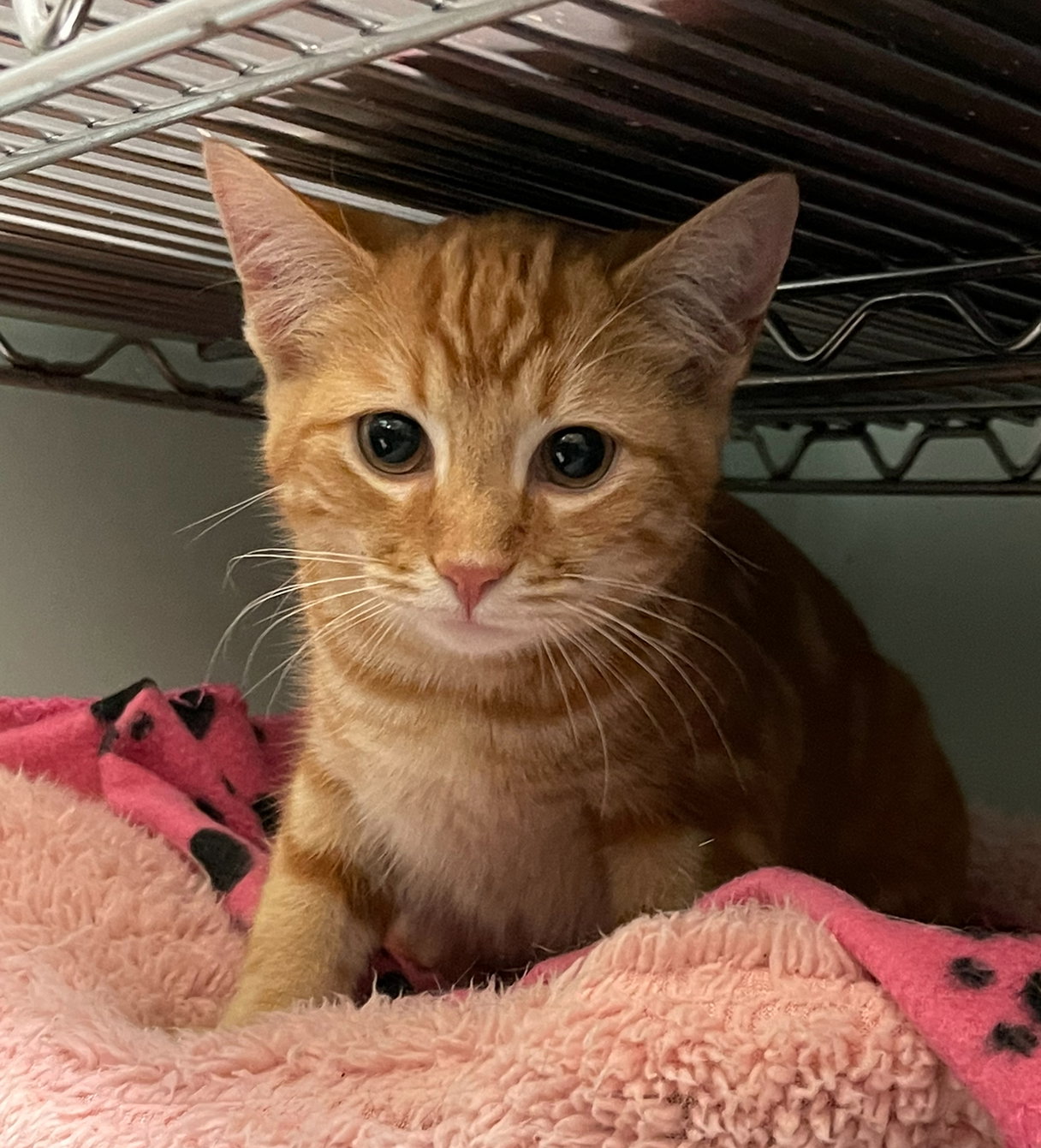 Cats for Adoption in Canal Winchester, Ohio | Alpha Paw