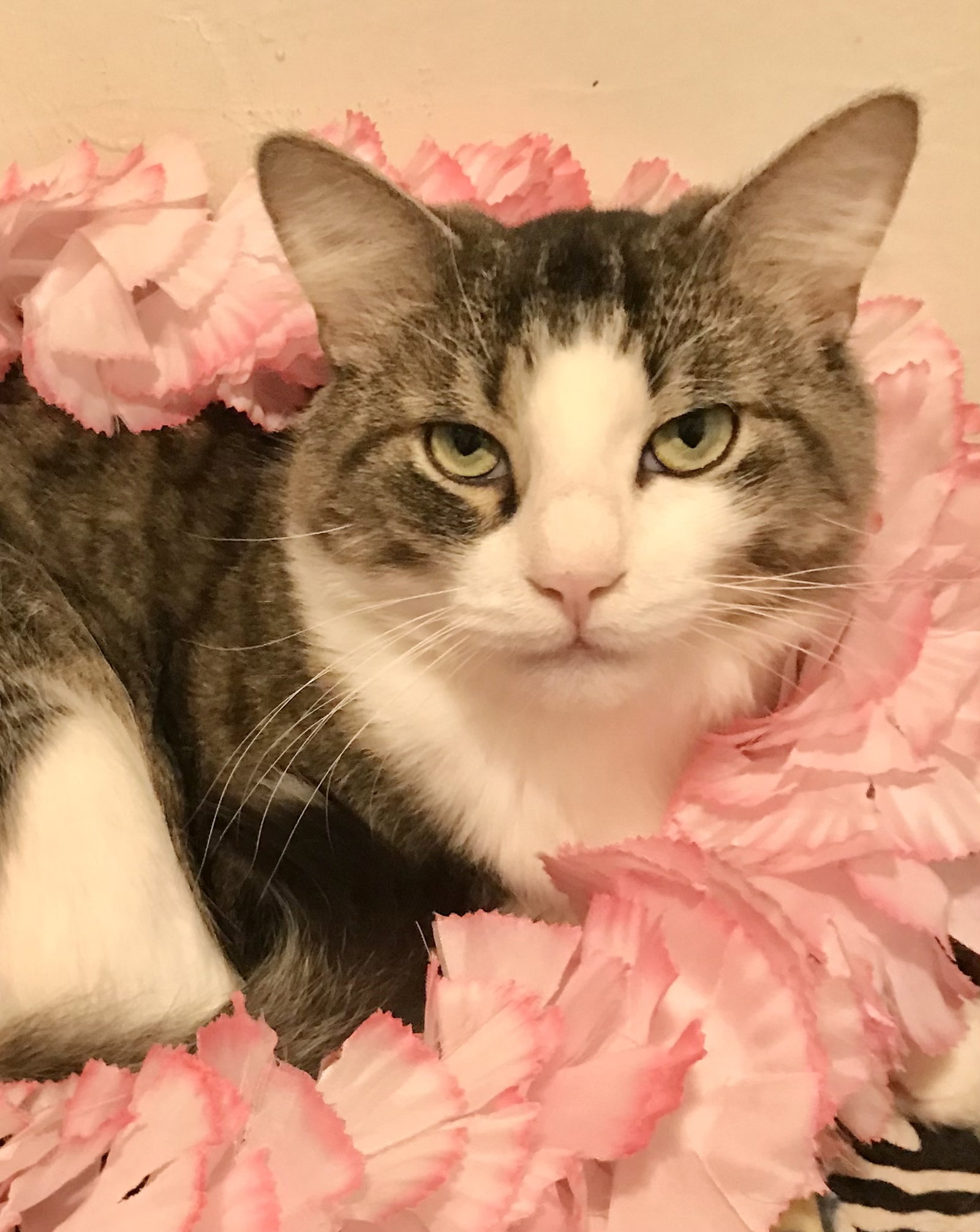 Cats for Adoption in Springfield, Ohio | Alpha Paw