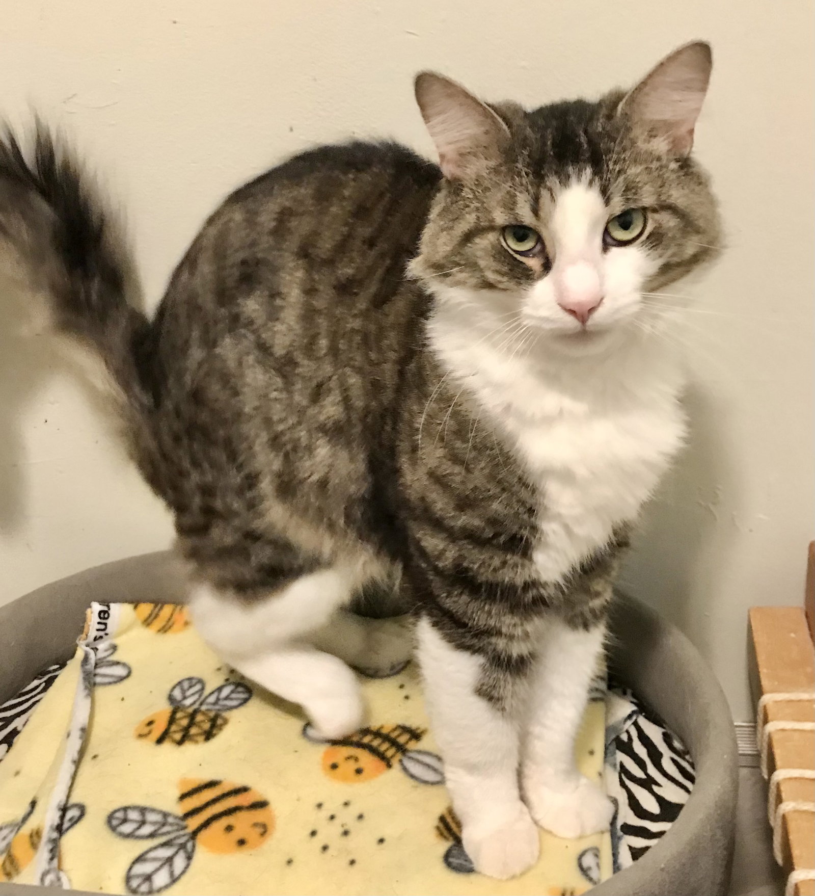 Cats for Adoption in Springfield, Ohio | Alpha Paw