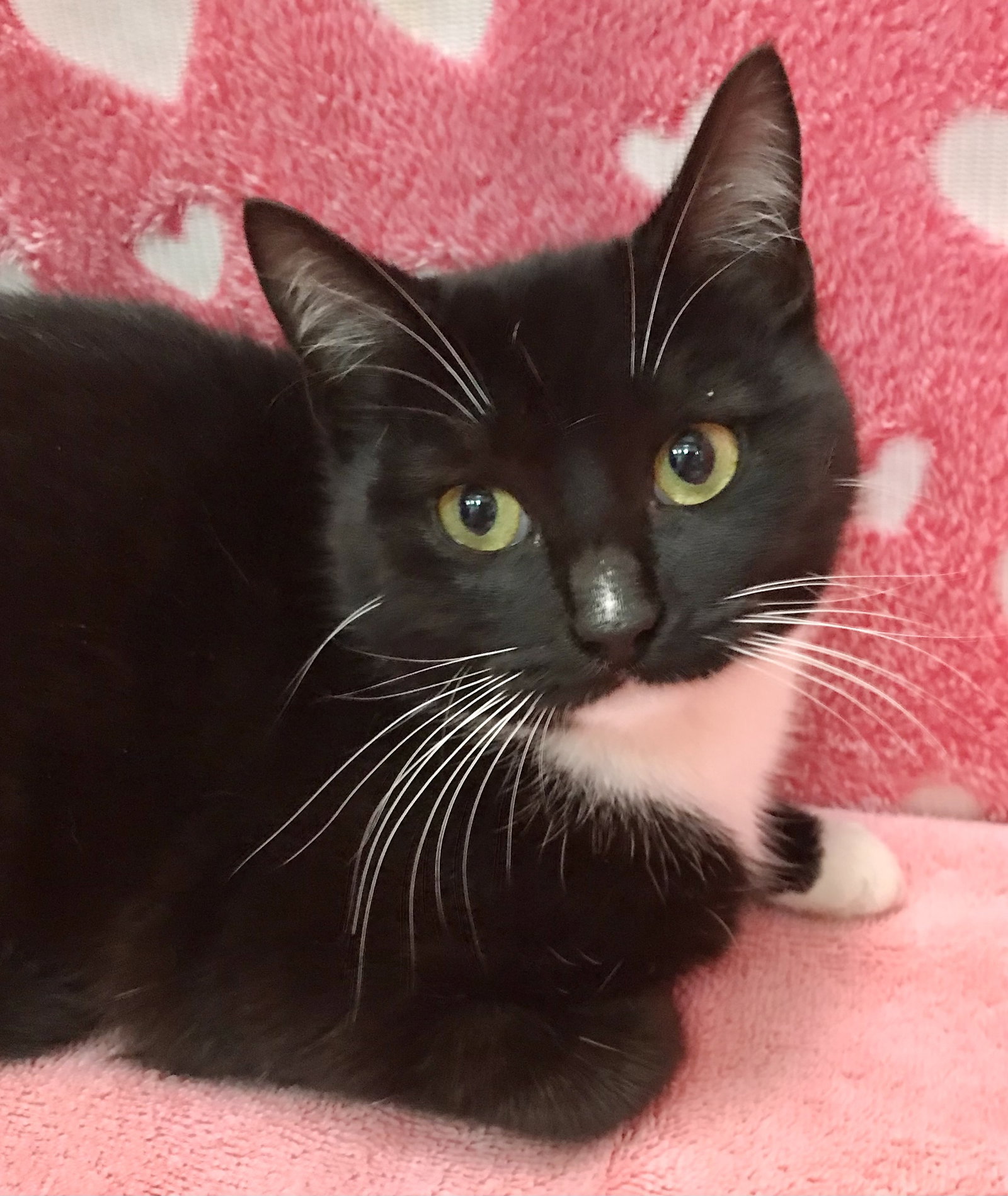 Cats for Adoption in Upper Arlington, Ohio | Alpha Paw