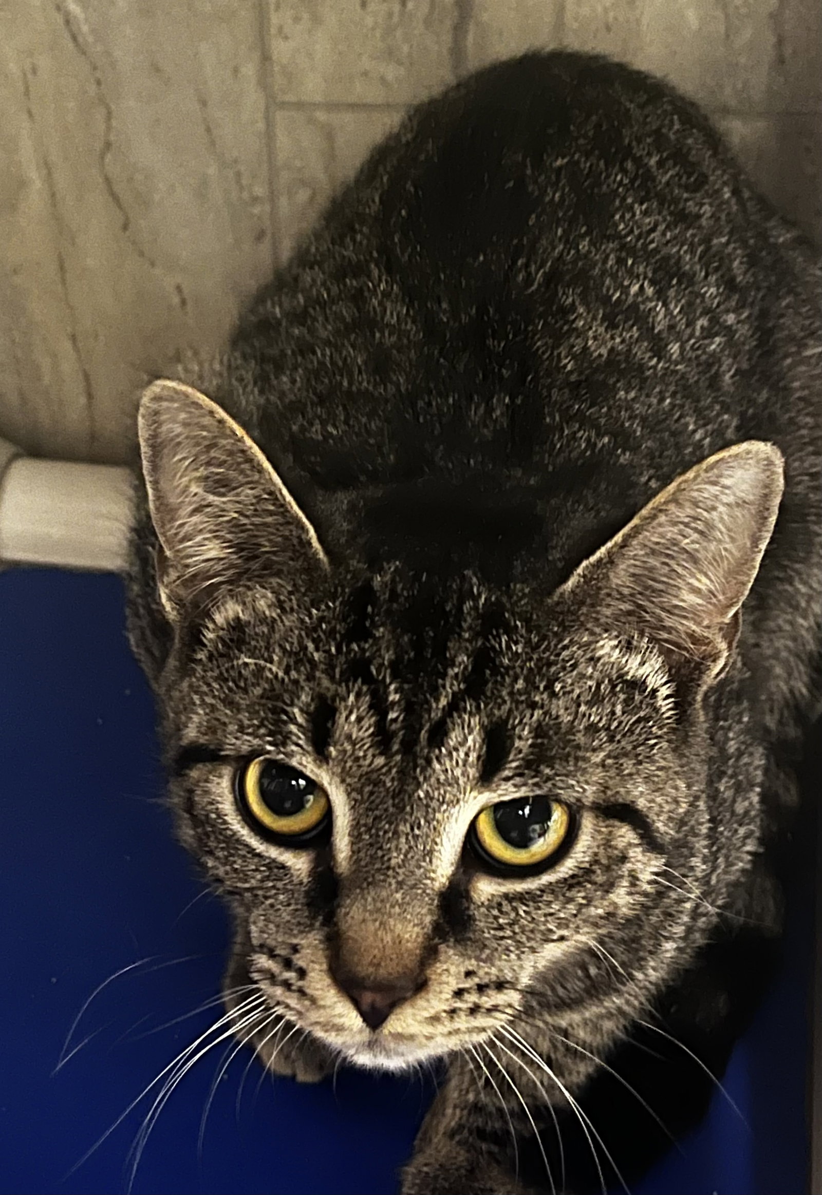 Cats for Adoption in Columbus, Ohio | Alpha Paw
