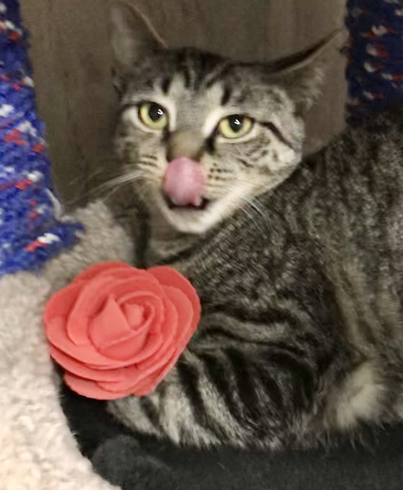 Cats for Adoption in Springfield, Ohio | Alpha Paw