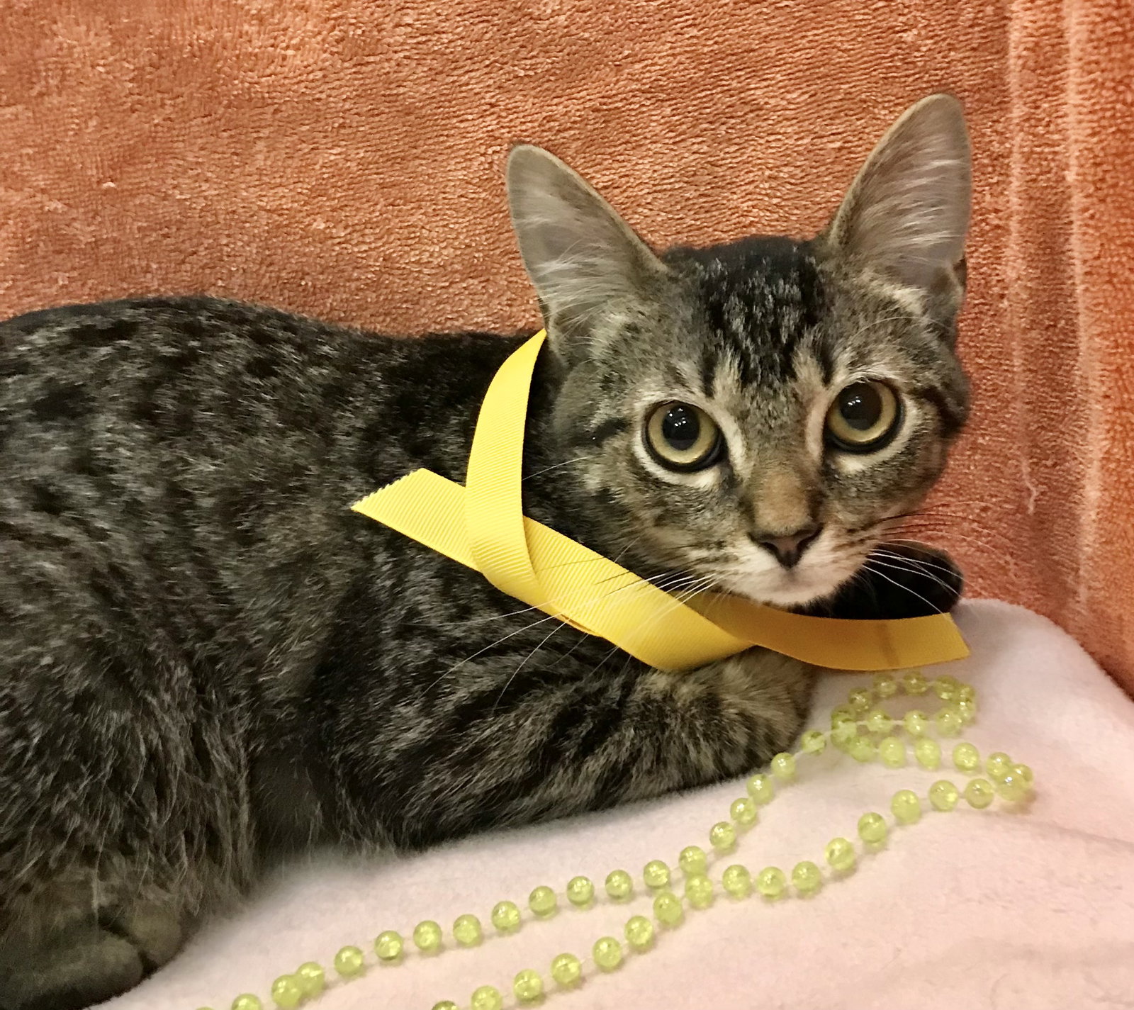 Cats for Adoption in Westerville, Ohio | Alpha Paw