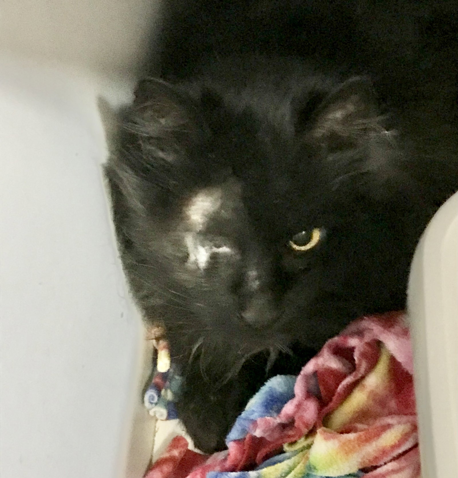 Cats for Adoption in Bellville, Ohio | Alpha Paw