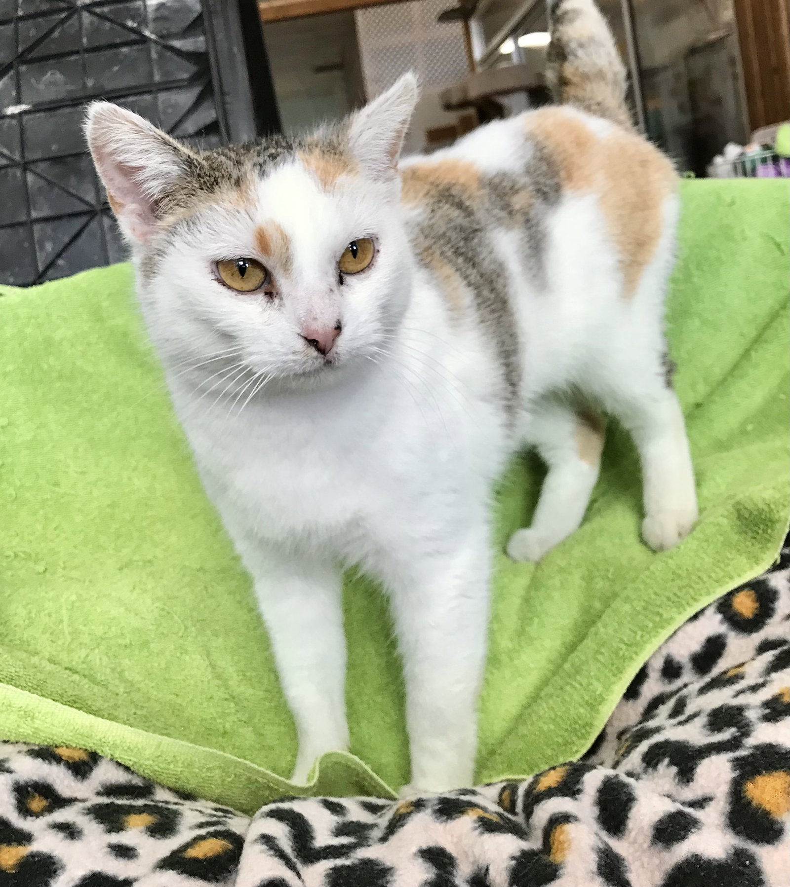 Cats for Adoption in Etna, Ohio | Alpha Paw