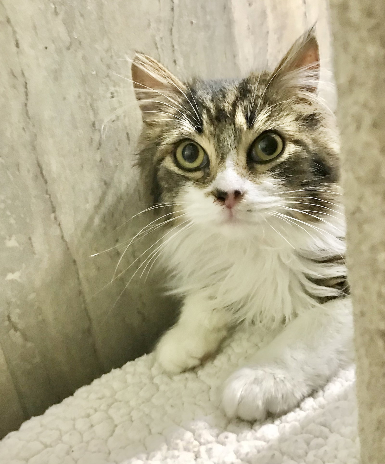 Cats for Adoption in Morrow County, Ohio | Alpha Paw