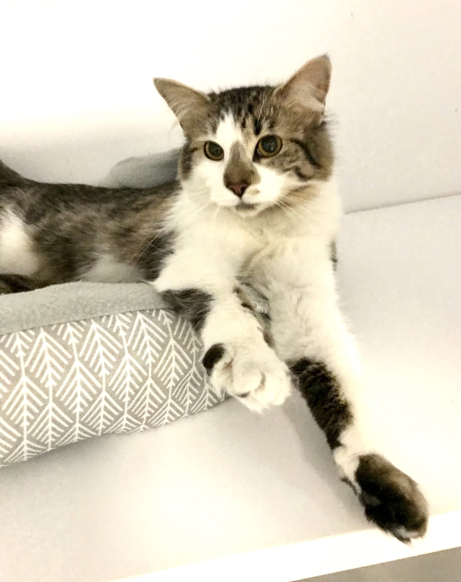 Cats for Adoption in Lisbon, Ohio | Alpha Paw