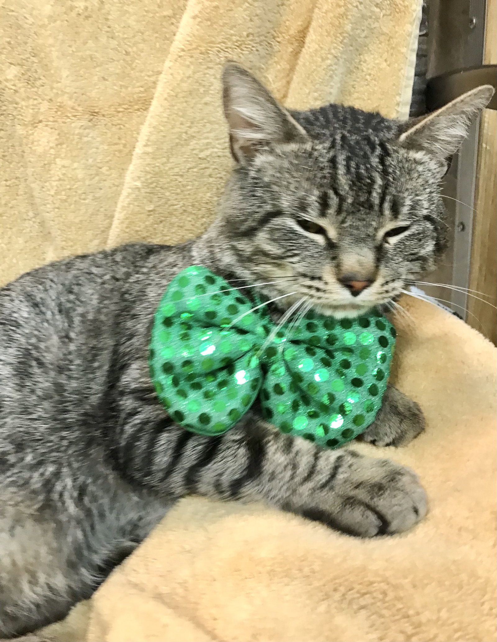 Cats for Adoption in Clark County, Ohio | Alpha Paw