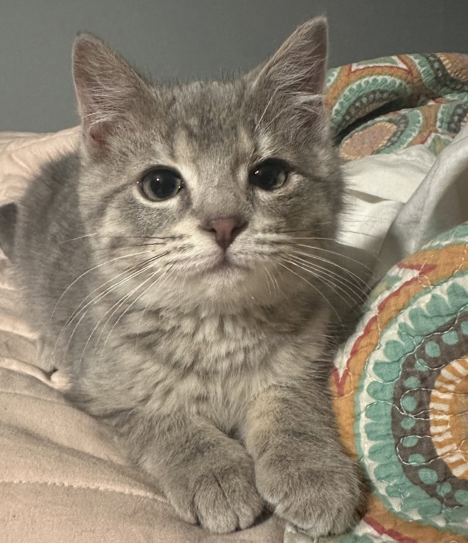 Cats for Adoption in Fairfield County, Ohio | Alpha Paw