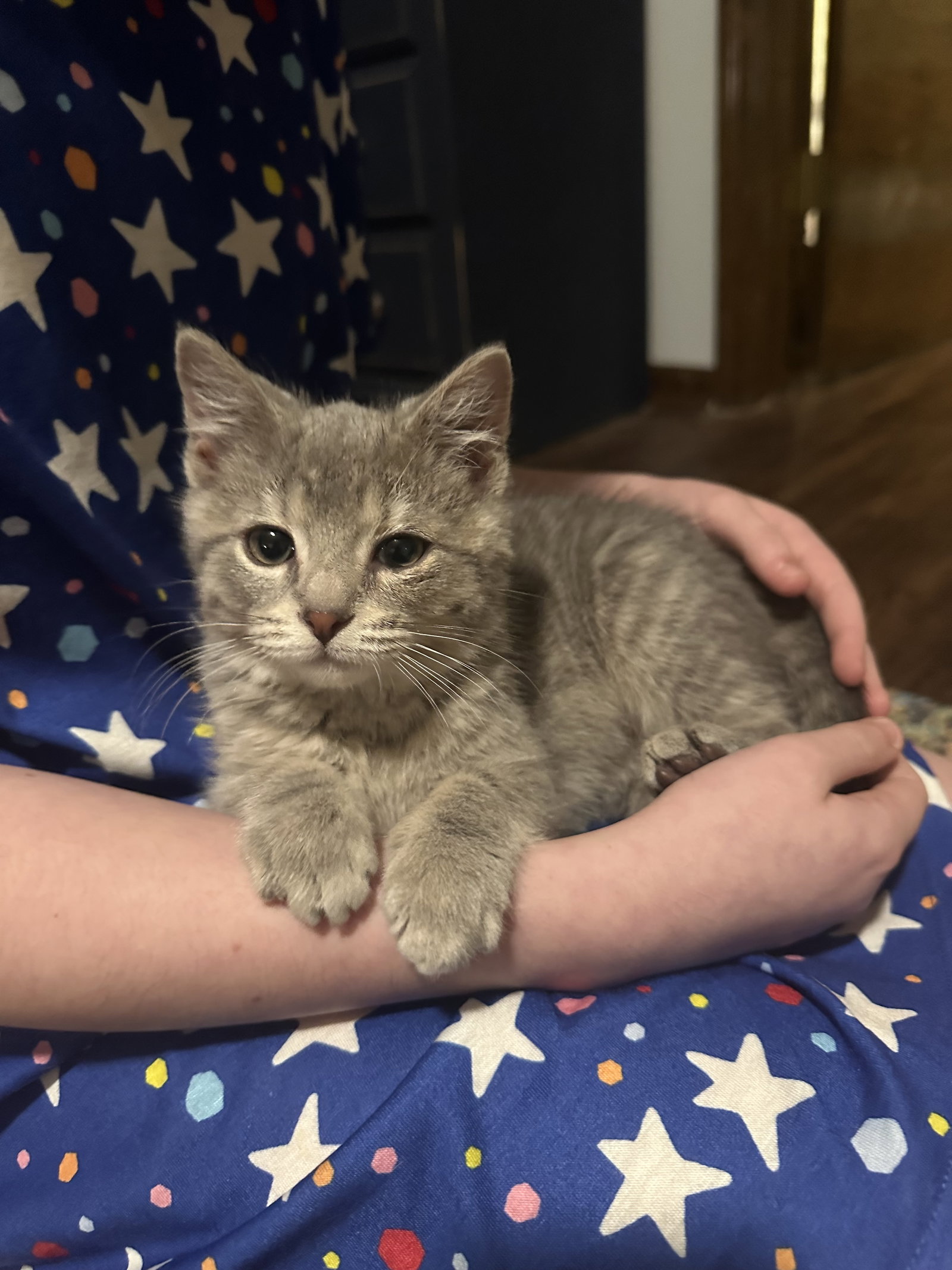 Cats for Adoption in Fairfield County, Ohio | Alpha Paw