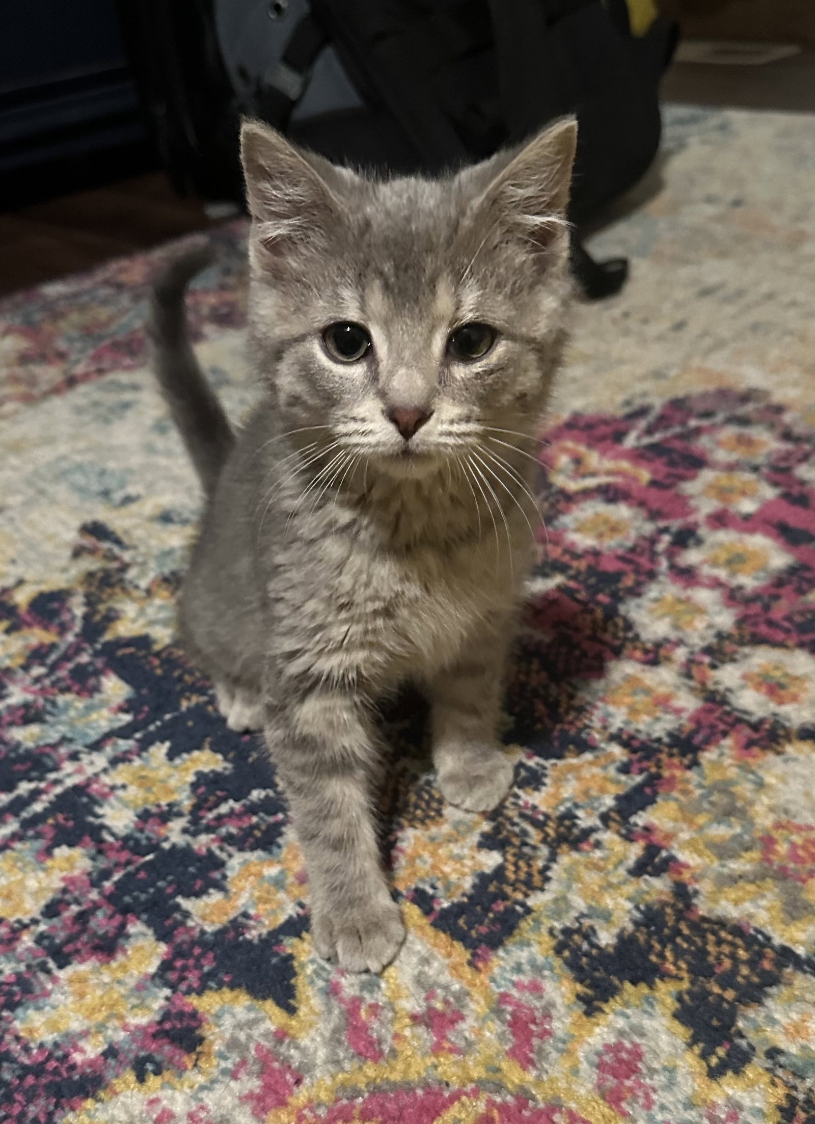 Cats for Adoption in Fairfield County, Ohio | Alpha Paw