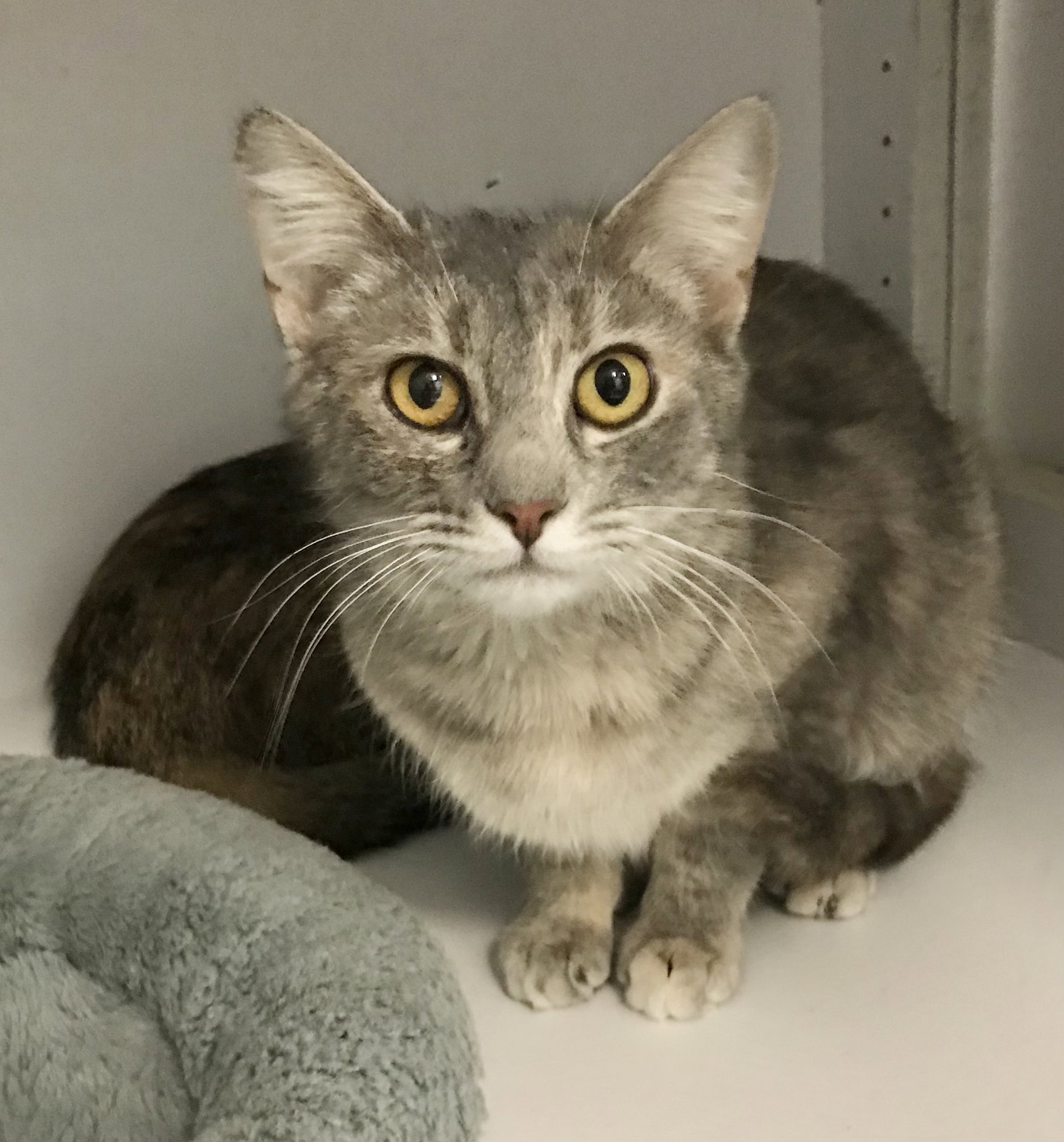 Cats for Adoption in Columbus, Ohio | Alpha Paw