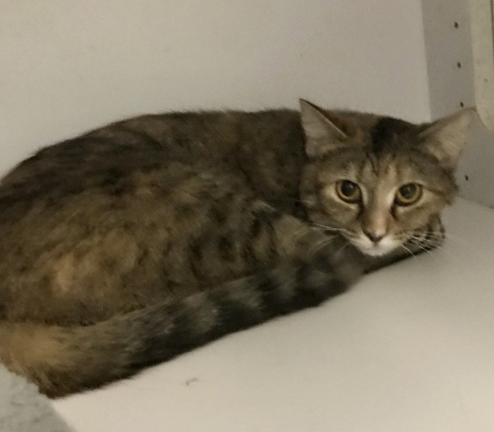 Cats for Adoption in Franklin County, Ohio | Alpha Paw