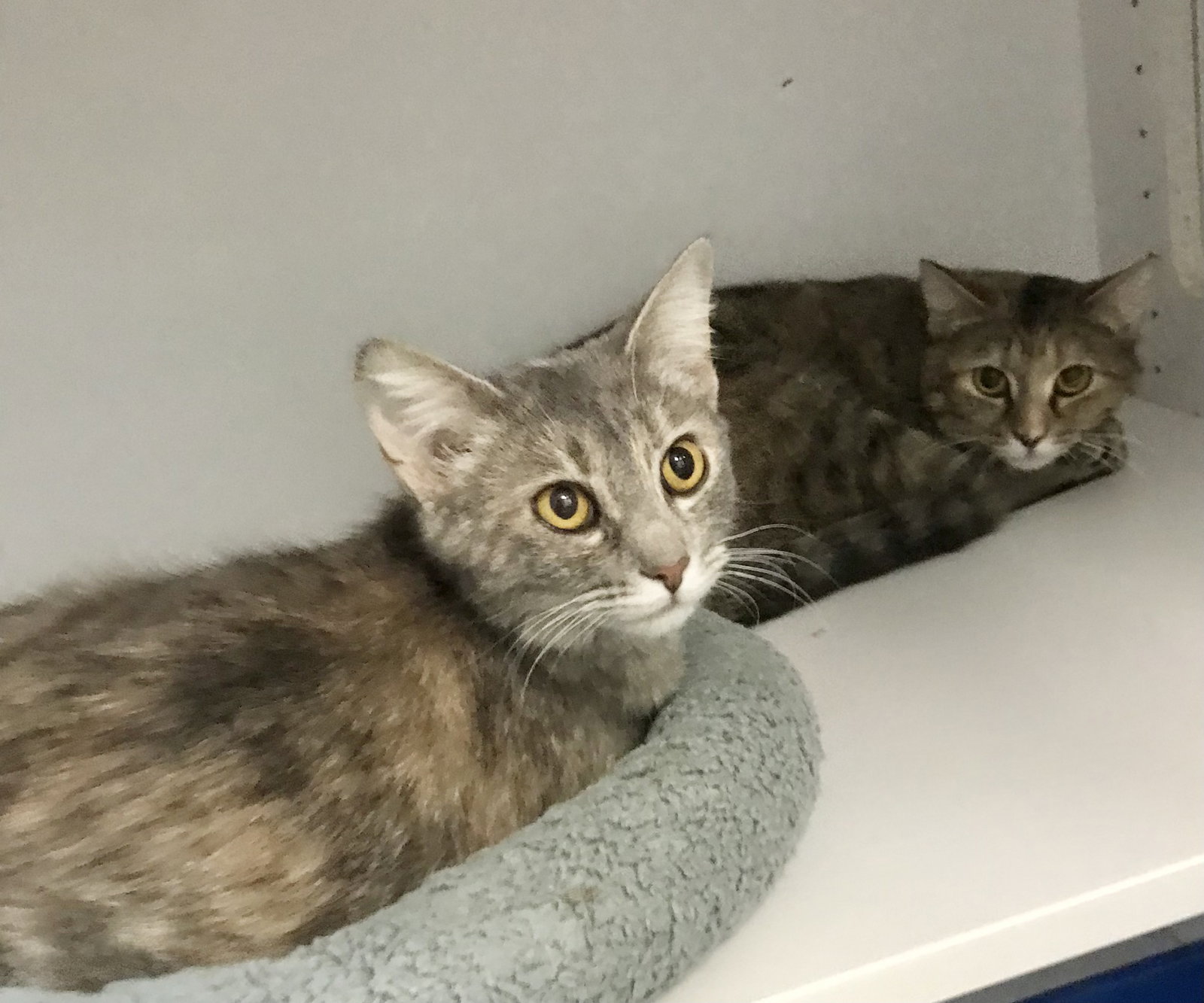 Cats for Adoption in Franklin County, Ohio | Alpha Paw