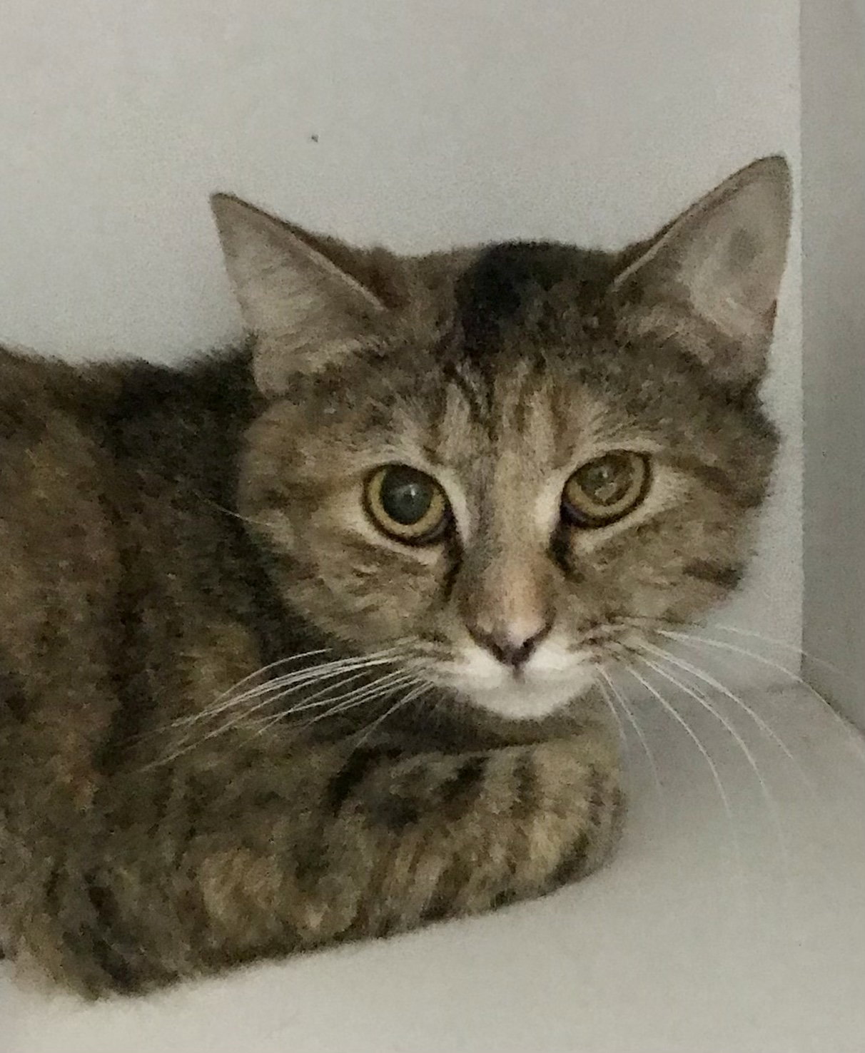 Cats for Adoption in New Albany, Ohio | Alpha Paw