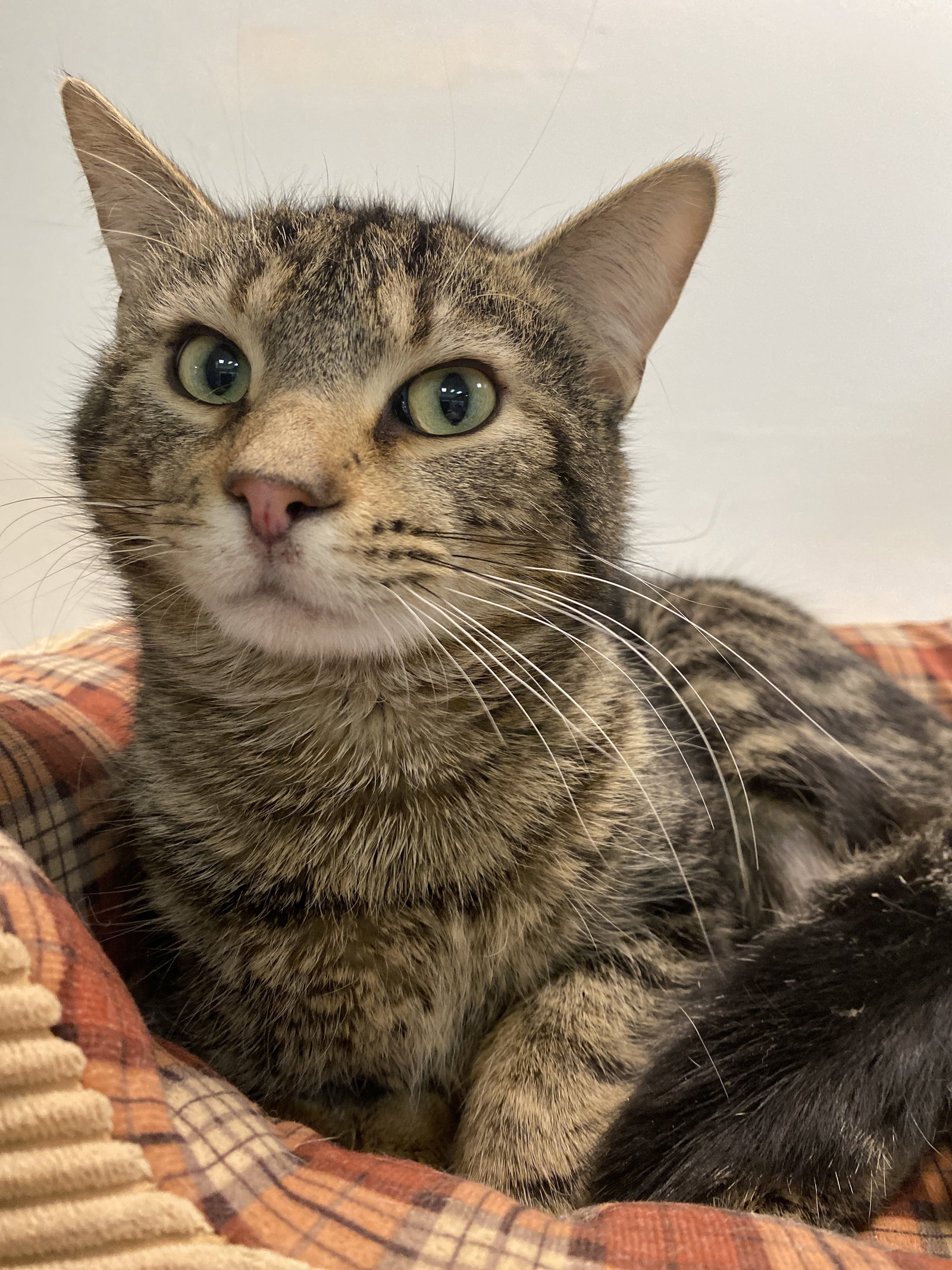 Cats for Adoption in Etna, Ohio | Alpha Paw