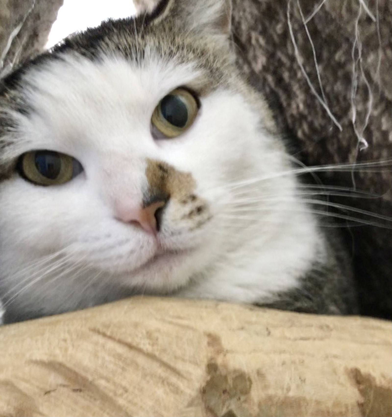 Cats for Adoption in Grove City, Ohio | Alpha Paw