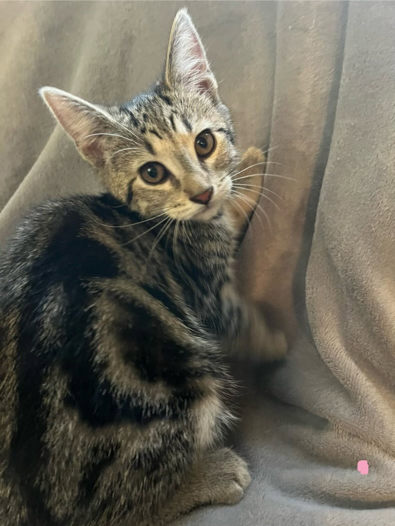 Cats for Adoption in Westerville, Ohio | Alpha Paw