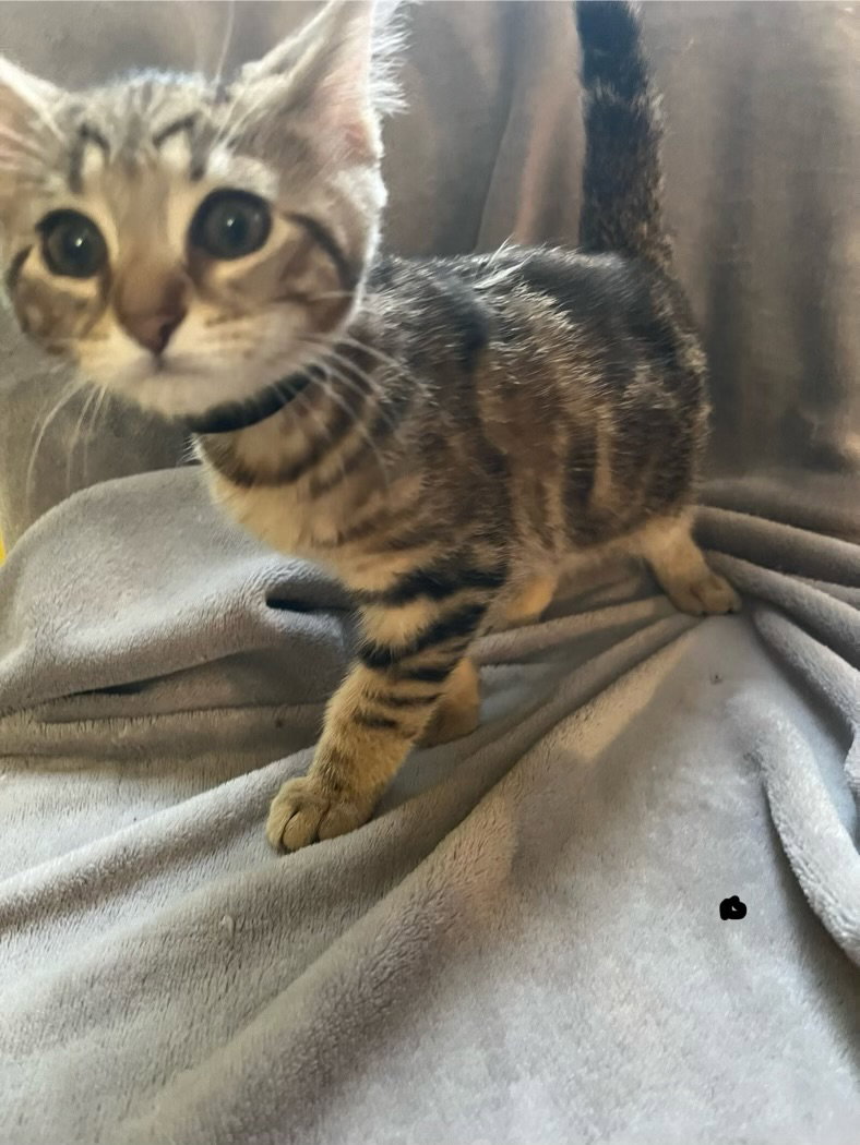 Cats for Adoption in Etna, Ohio | Alpha Paw