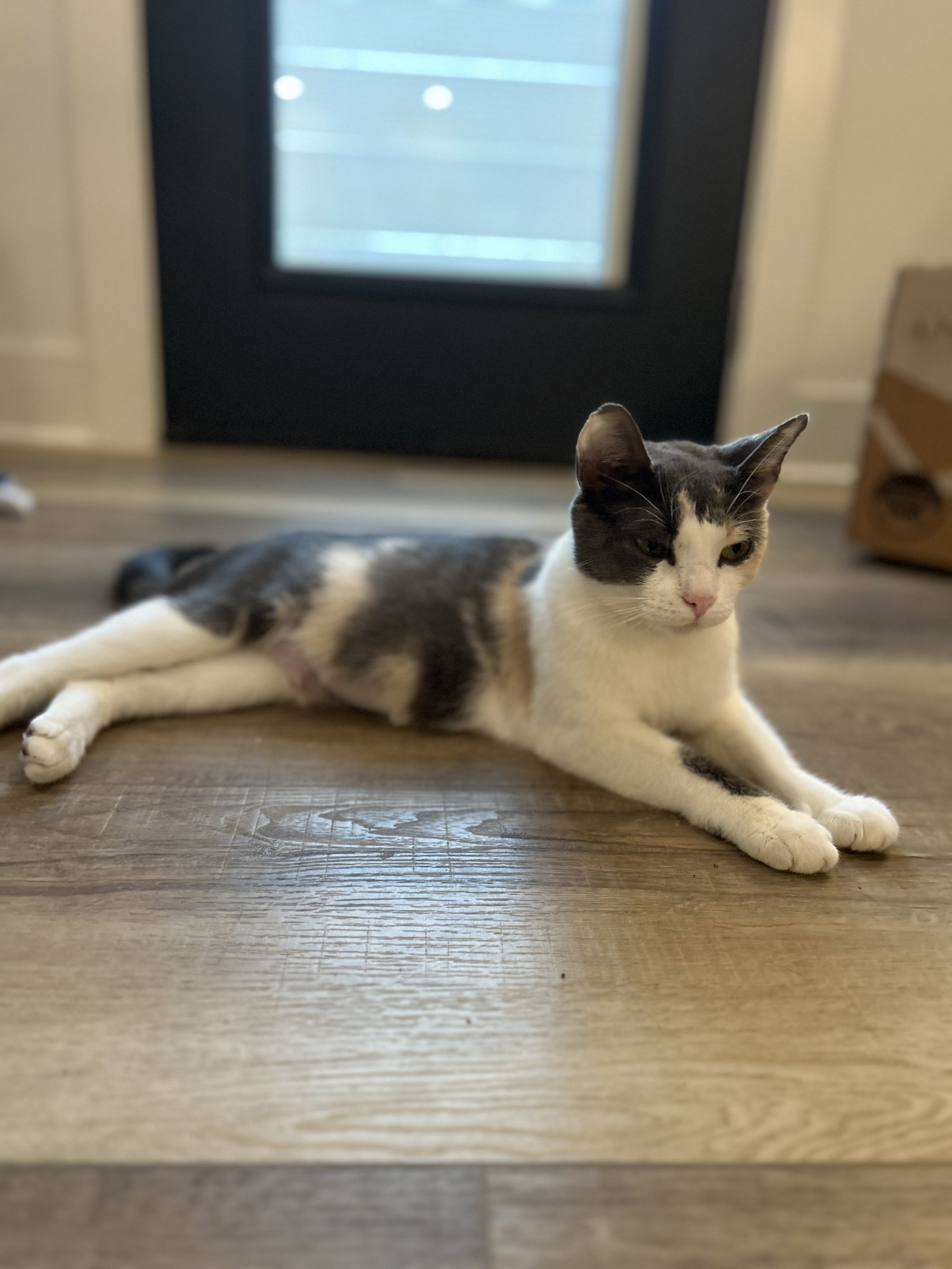 Cats for Adoption in Huber Ridge, Ohio | Alpha Paw