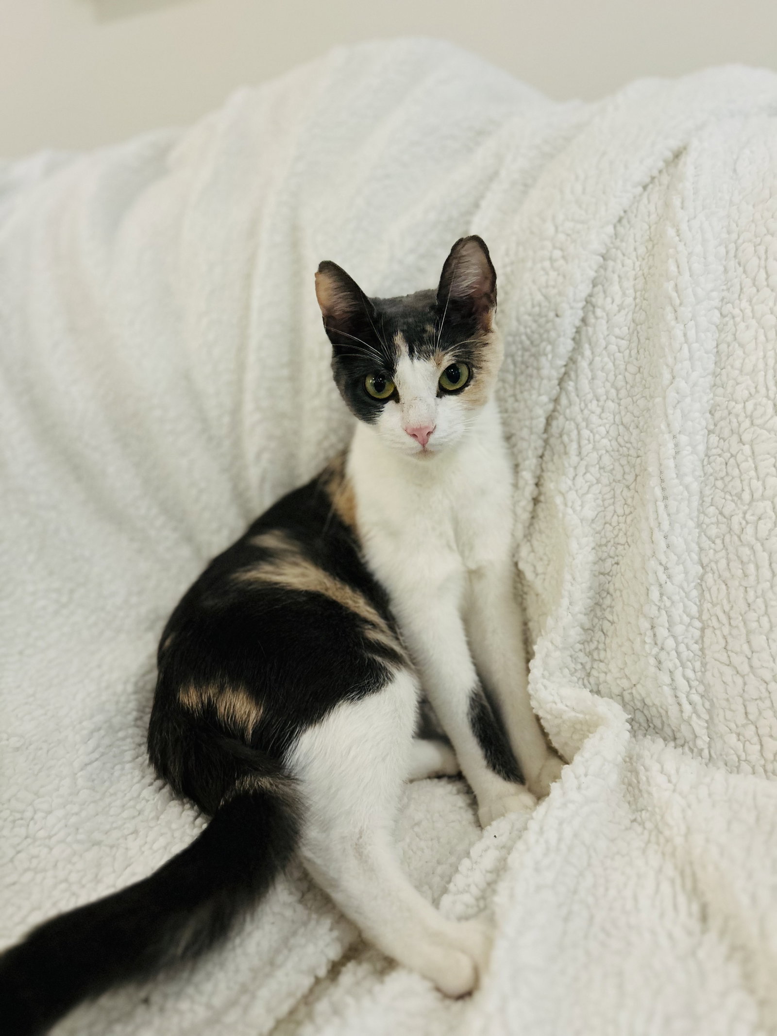 Cats for Adoption in Huber Ridge, Ohio | Alpha Paw
