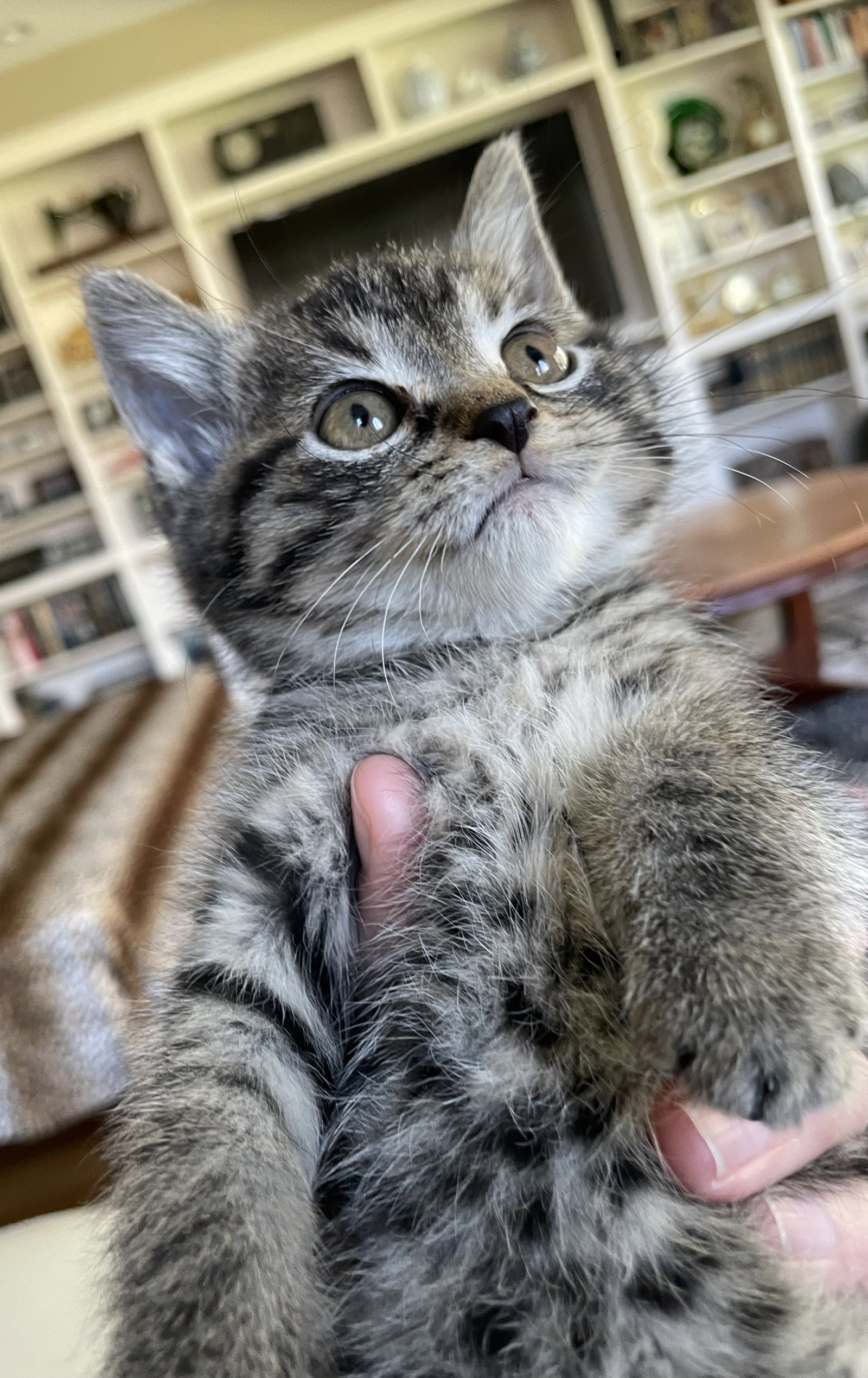 Cats for Adoption in Springfield, Ohio | Alpha Paw