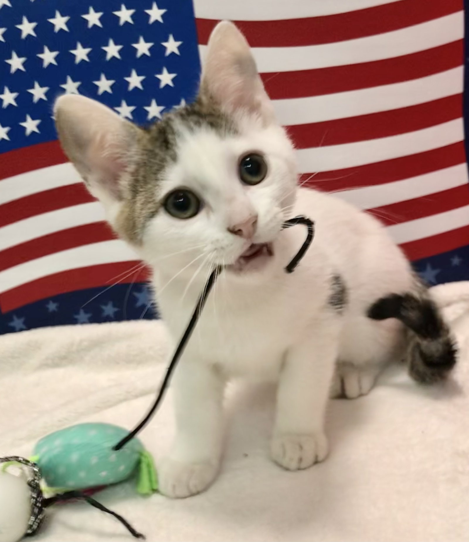 Cats for Adoption in Heath, Ohio | Alpha Paw