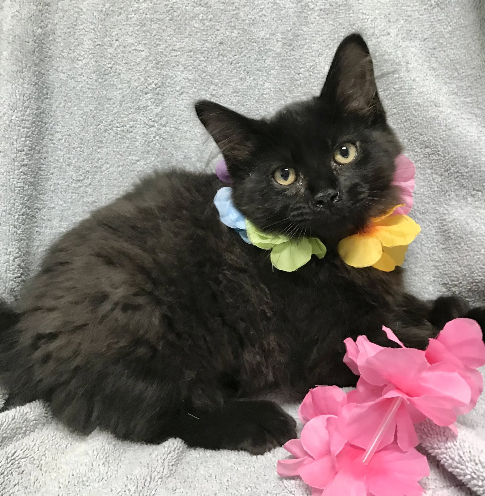 Cats for Adoption in Canal Winchester, Ohio | Alpha Paw