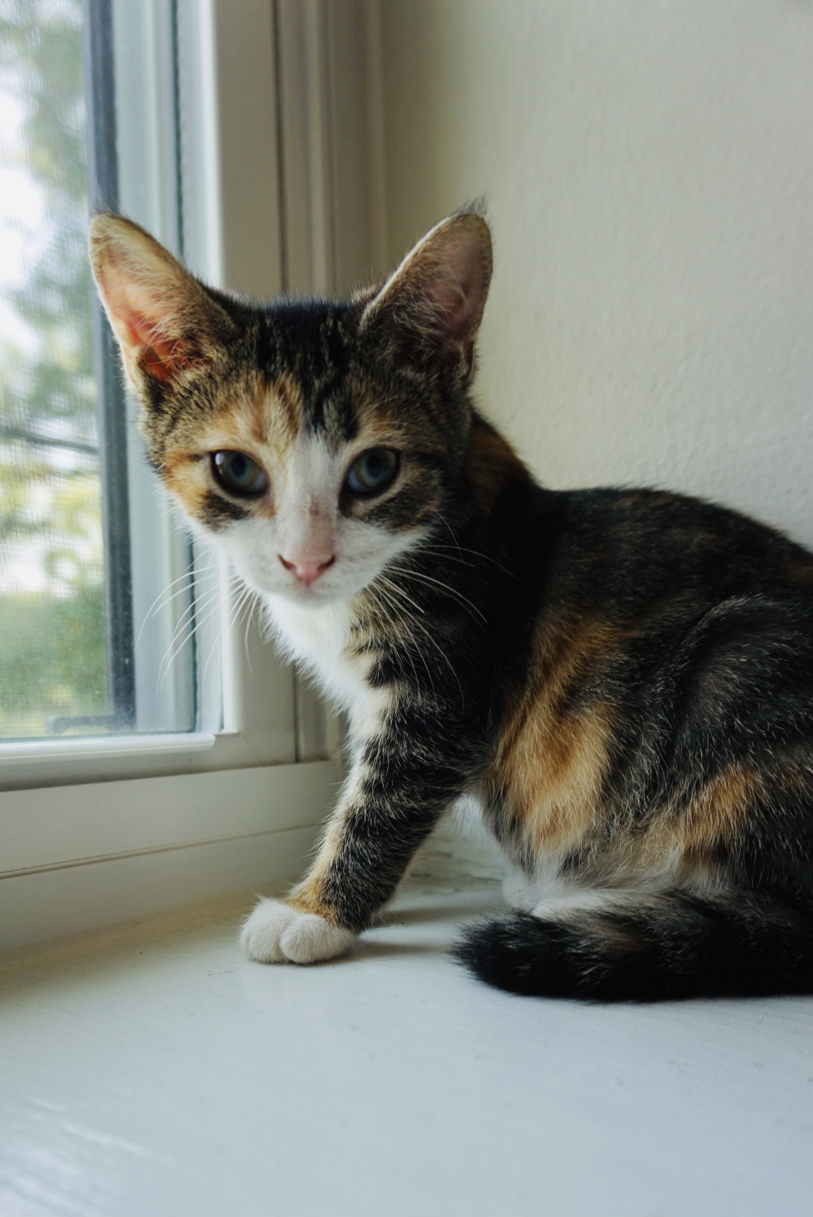 Cats for Adoption in Beechwood Trails, Ohio | Alpha Paw