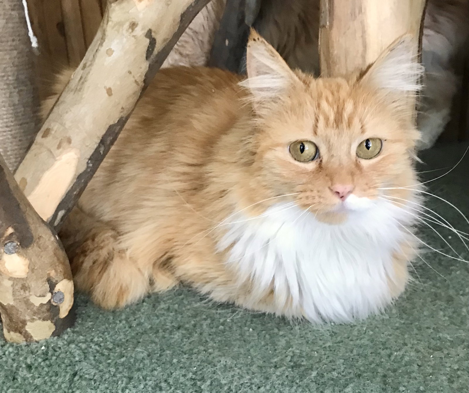 Cats for Adoption in London, Ohio | Alpha Paw
