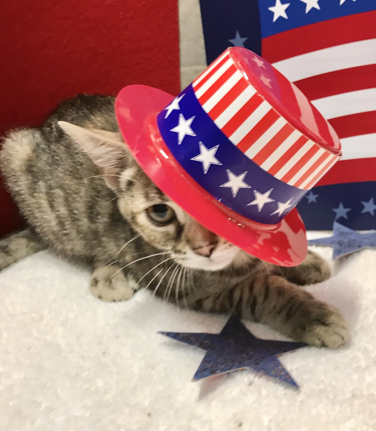 Cats for Adoption in Marion, Ohio | Alpha Paw