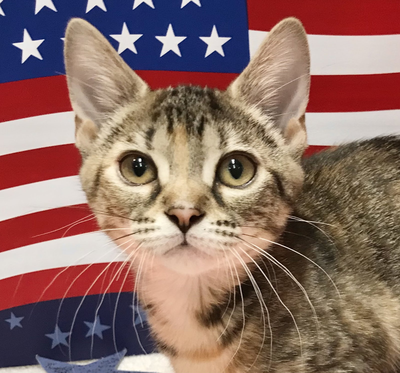 Cats for Adoption in Marion, Ohio | Alpha Paw