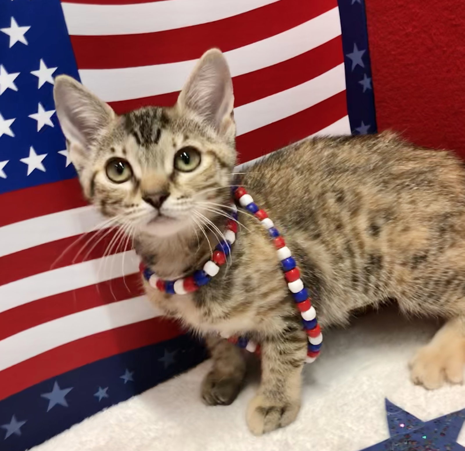 Cats for Adoption in Canal Winchester, Ohio | Alpha Paw
