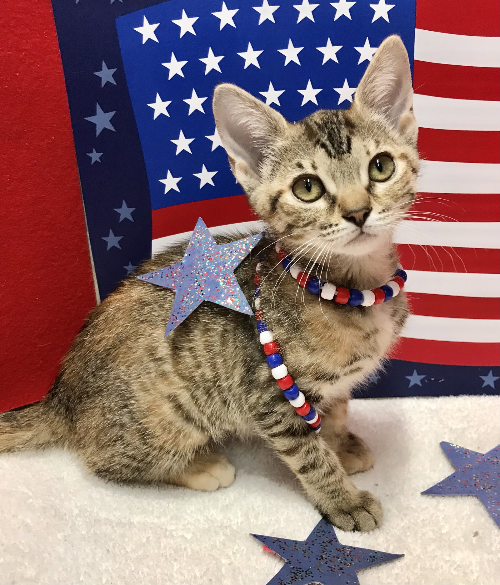 Cats for Adoption in Canal Winchester, Ohio | Alpha Paw