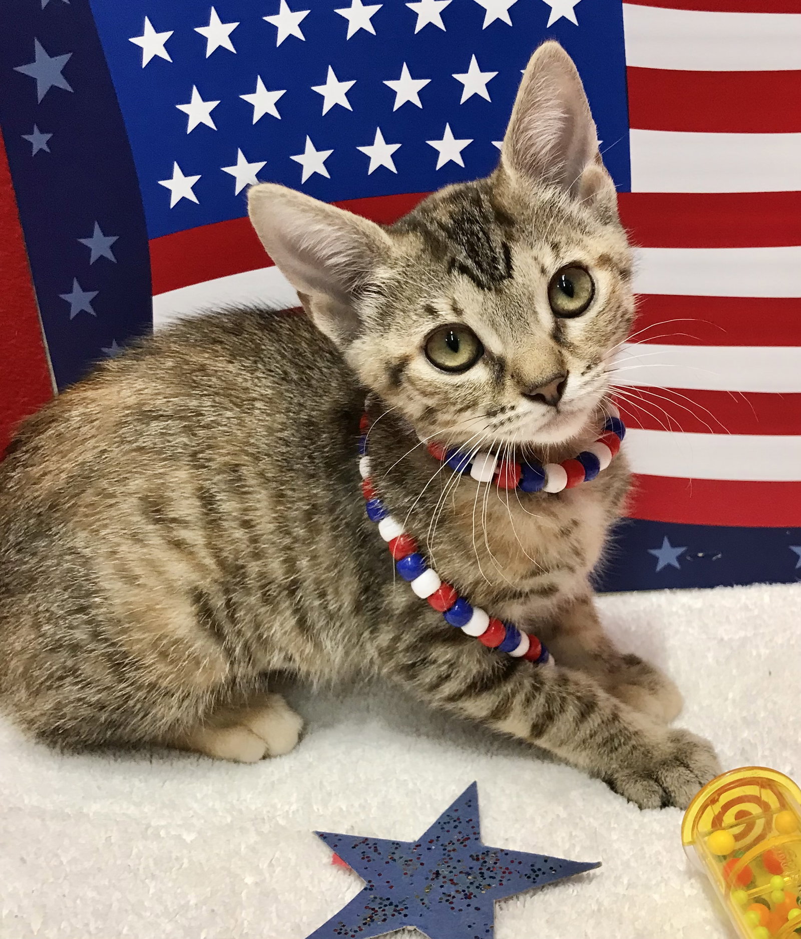 Cats for Adoption in Canal Winchester, Ohio | Alpha Paw