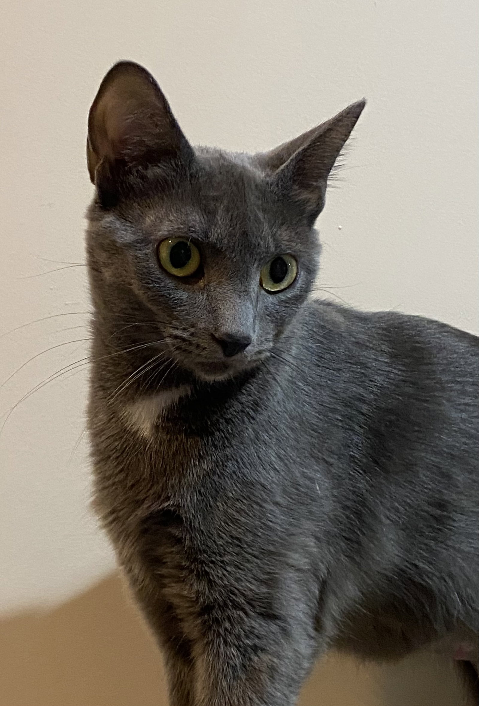 Cats for Adoption in Columbus, Ohio | Alpha Paw
