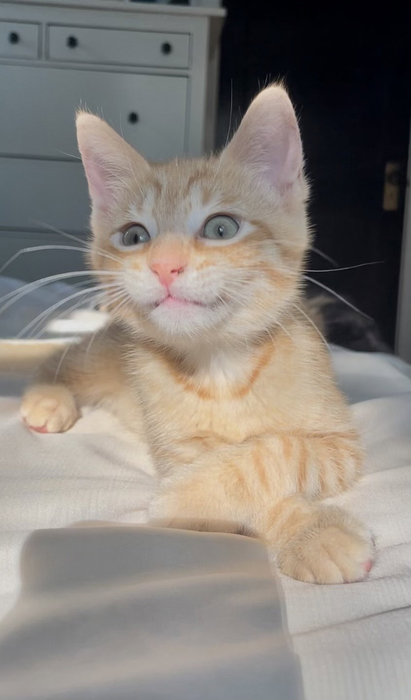 Cats for Adoption in Dublin, Ohio | Alpha Paw