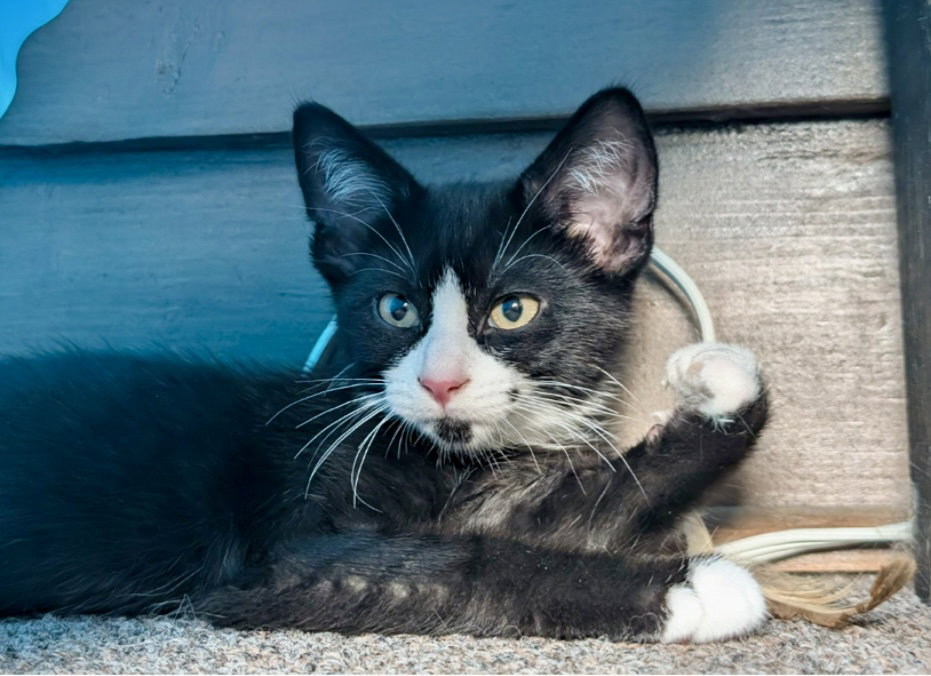Cats for Adoption in Dublin, Ohio | Alpha Paw