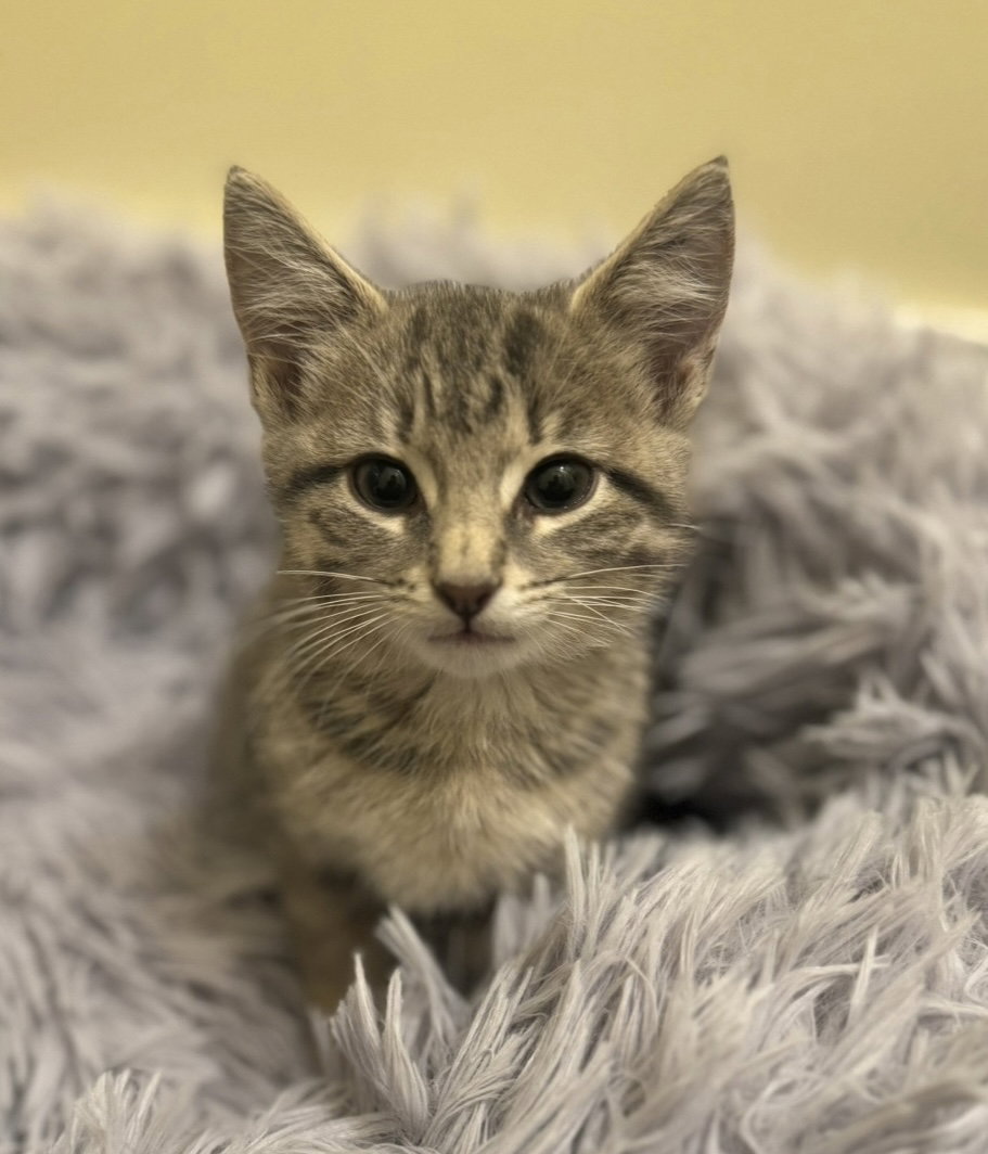 Cats for Adoption in Springfield, Ohio | Alpha Paw
