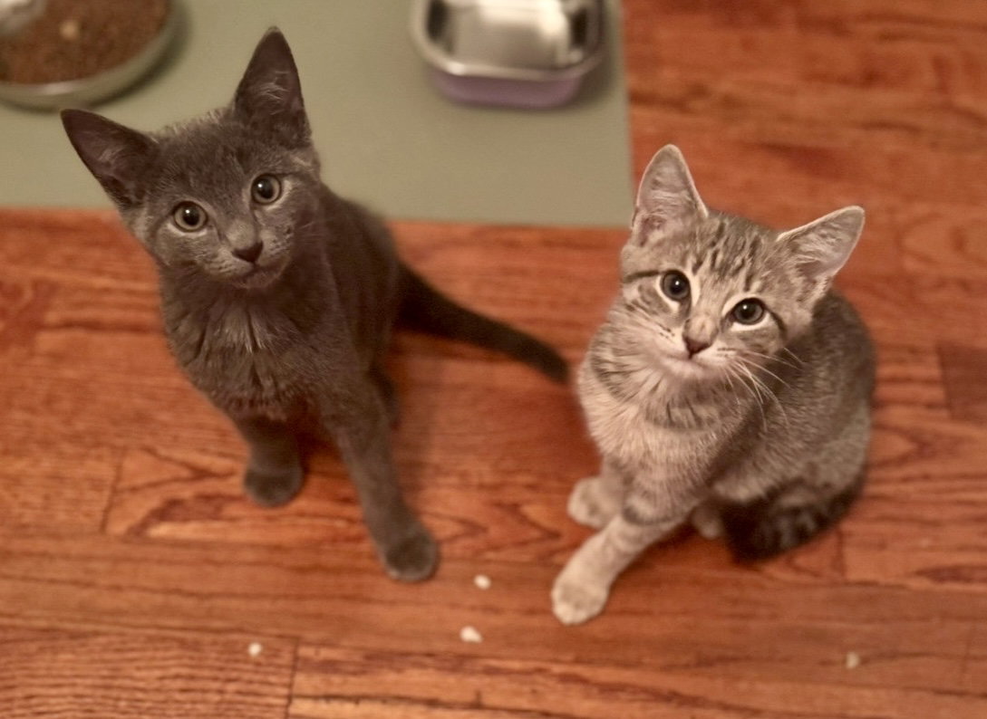 Cats for Adoption in Springfield, Ohio | Alpha Paw