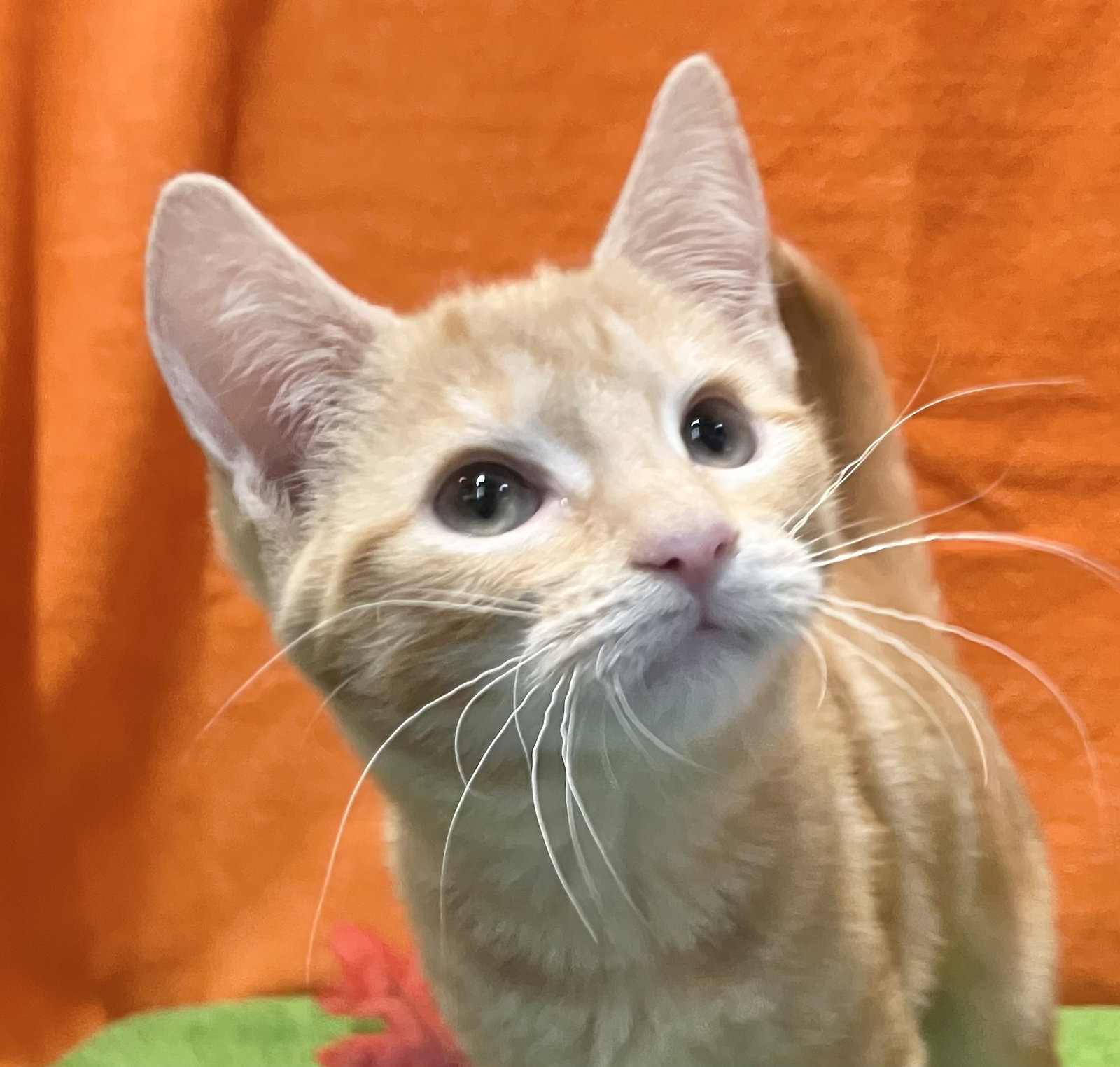 Cats for Adoption in Dublin, Ohio | Alpha Paw