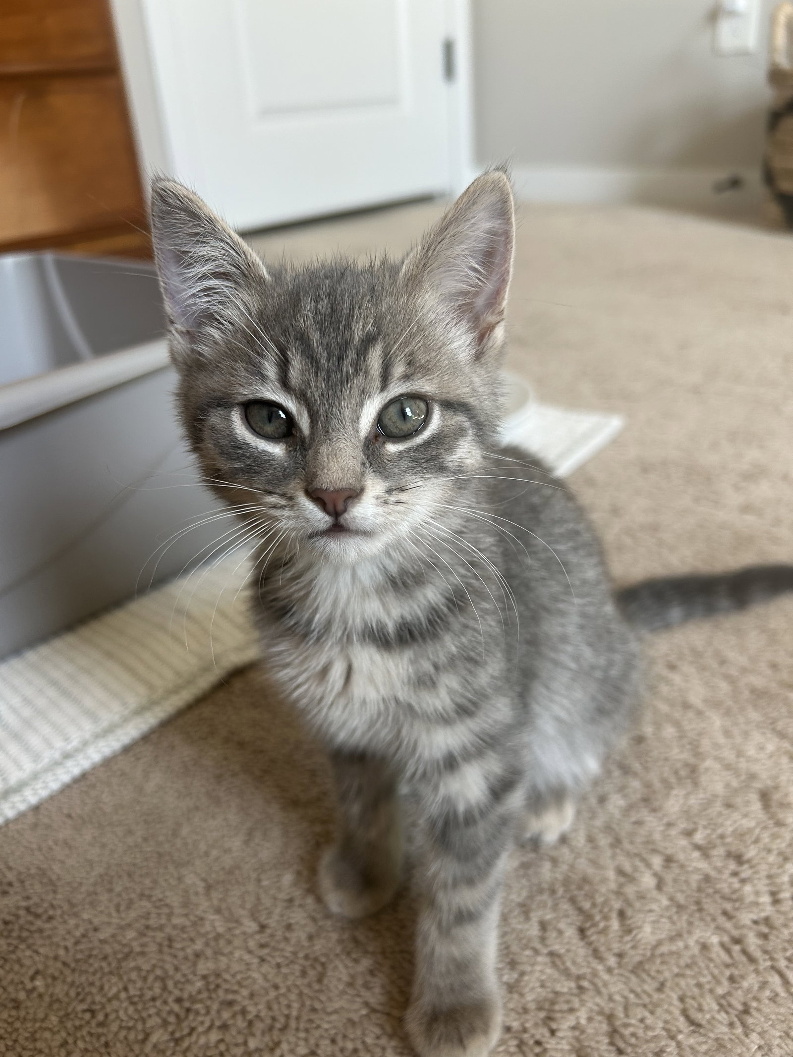 Cats for Adoption in Dublin, Ohio | Alpha Paw