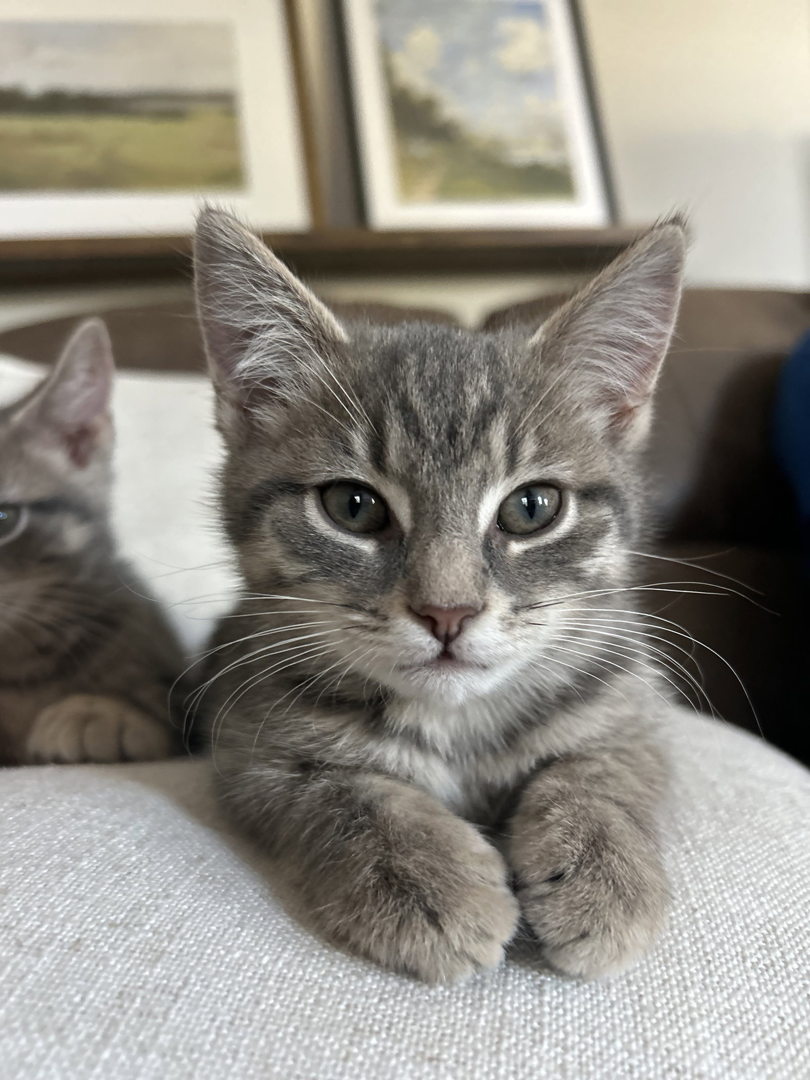Cats for Adoption in Dublin, Ohio | Alpha Paw