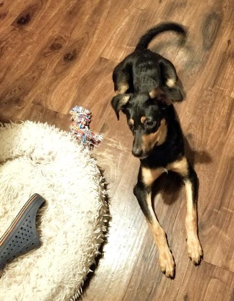 Dog for Adoption - Lollipop, a Black Labrador Retriever in Rockford, IL ...