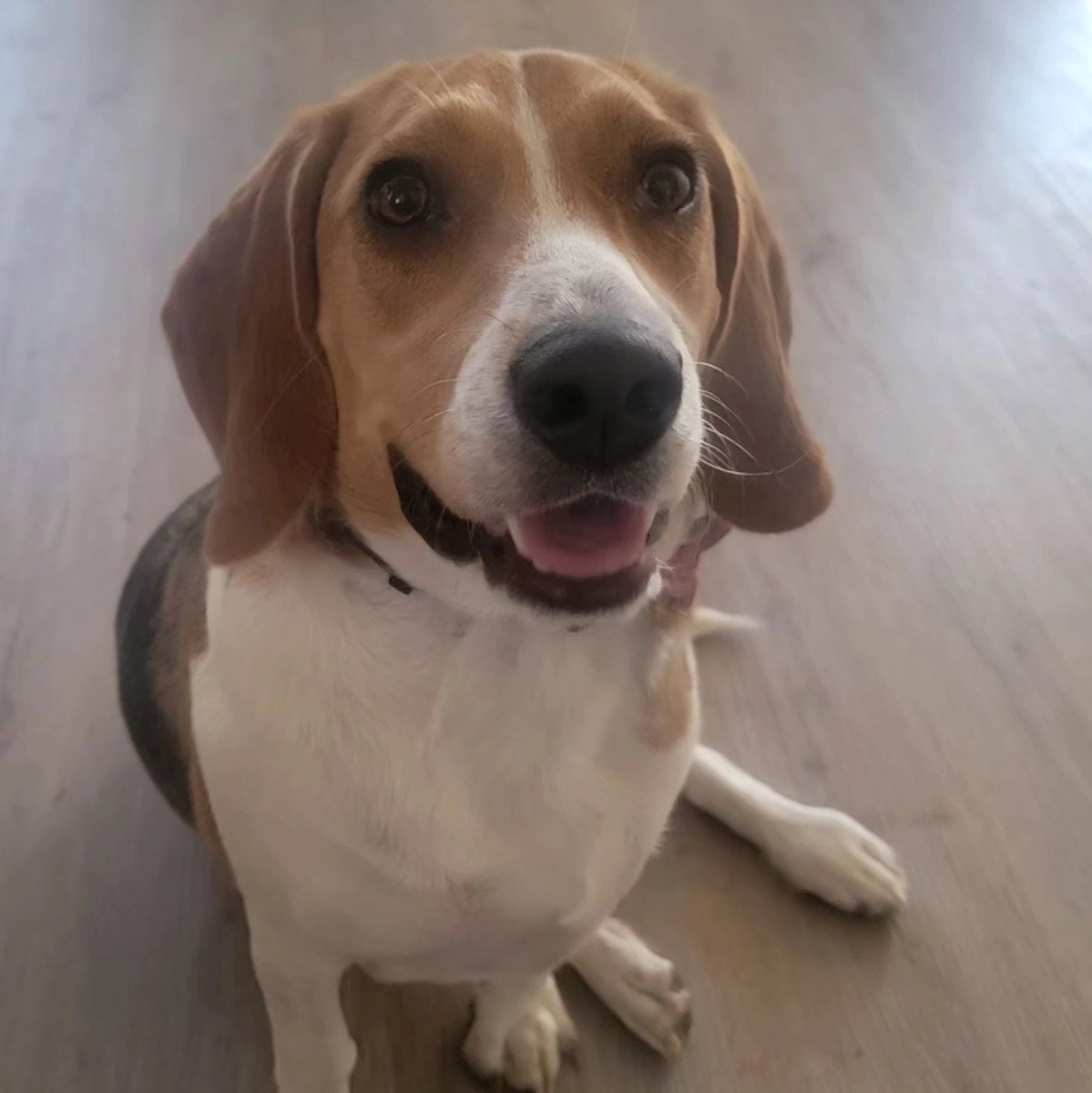 Dog for Adoption - Snapper (Geri), a Beagle in Las Vegas, NV | Alpha Paw