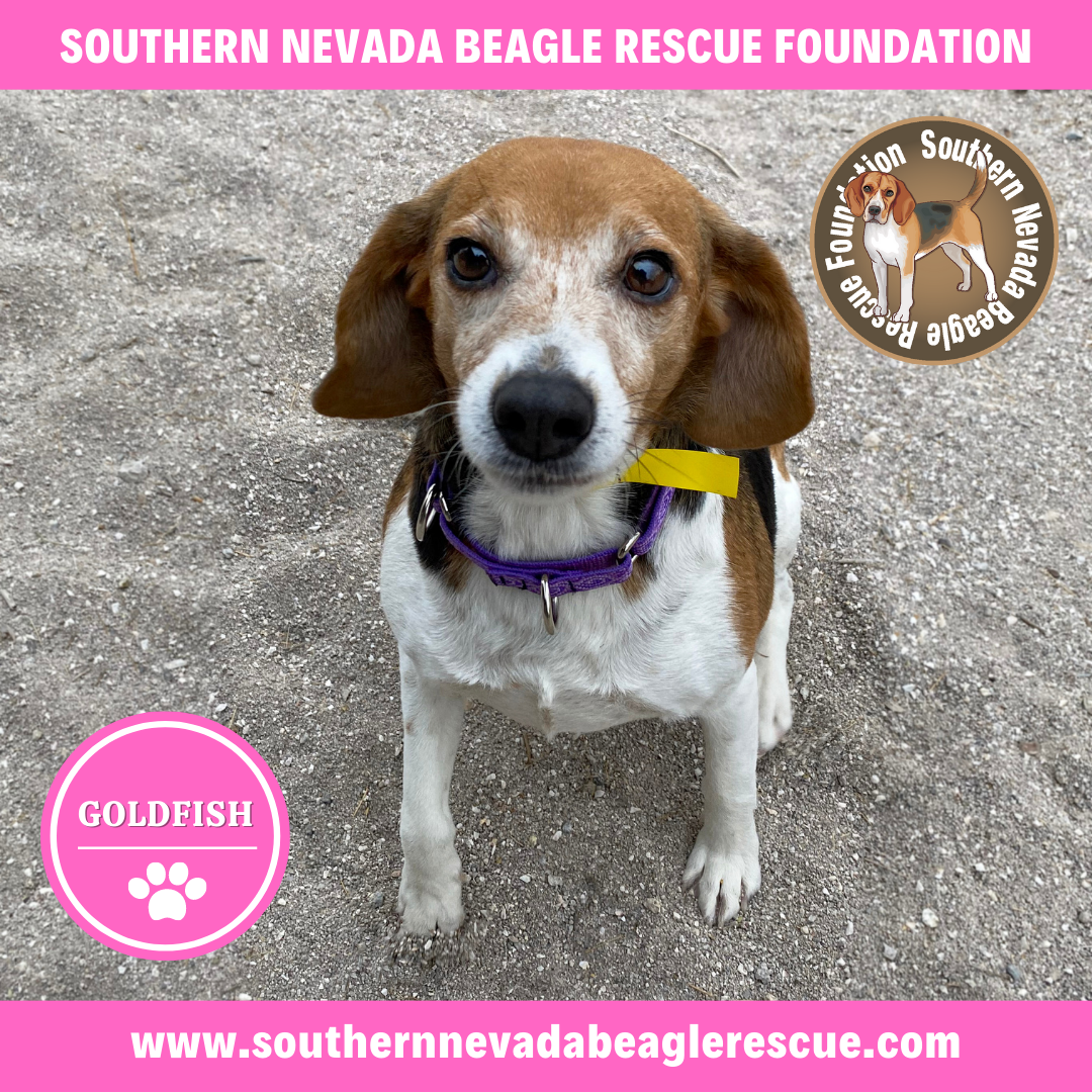 Dog for Adoption - Goldfish (Goldy), a Beagle in Las Vegas, NV | Alpha Paw