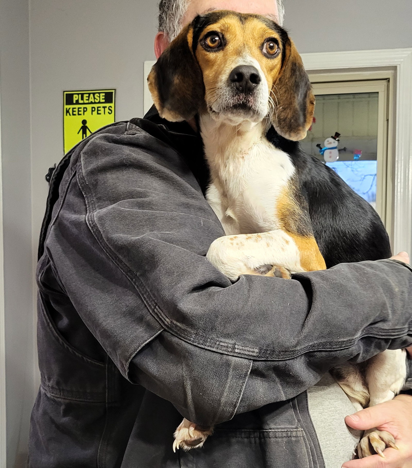 Dog for Adoption - Bauble (Bubbles), a Beagle in Las Vegas, NV | Alpha Paw