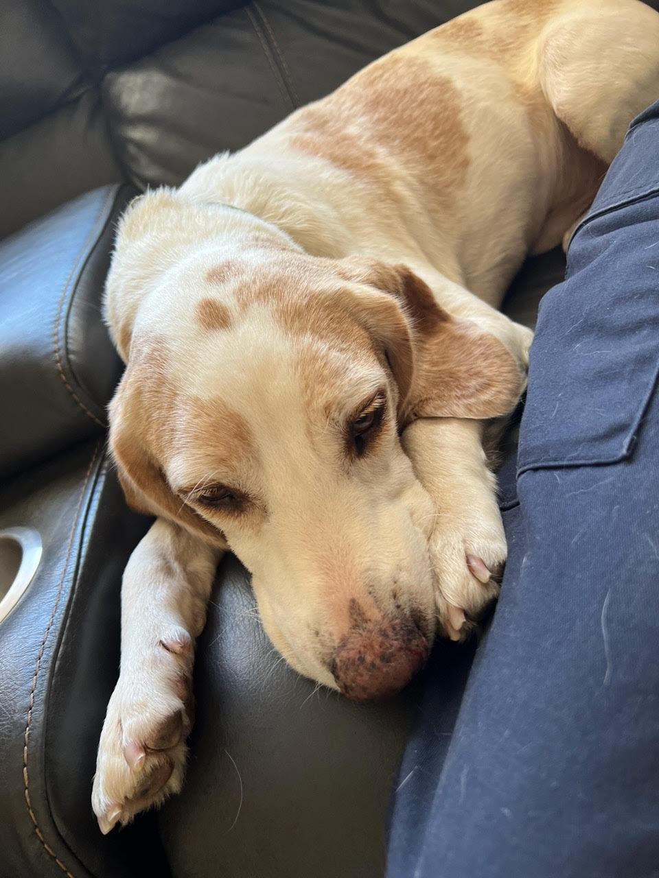 Dog for Adoption - Callahan (Kamo), a Beagle in Pahrump, NV | Alpha Paw
