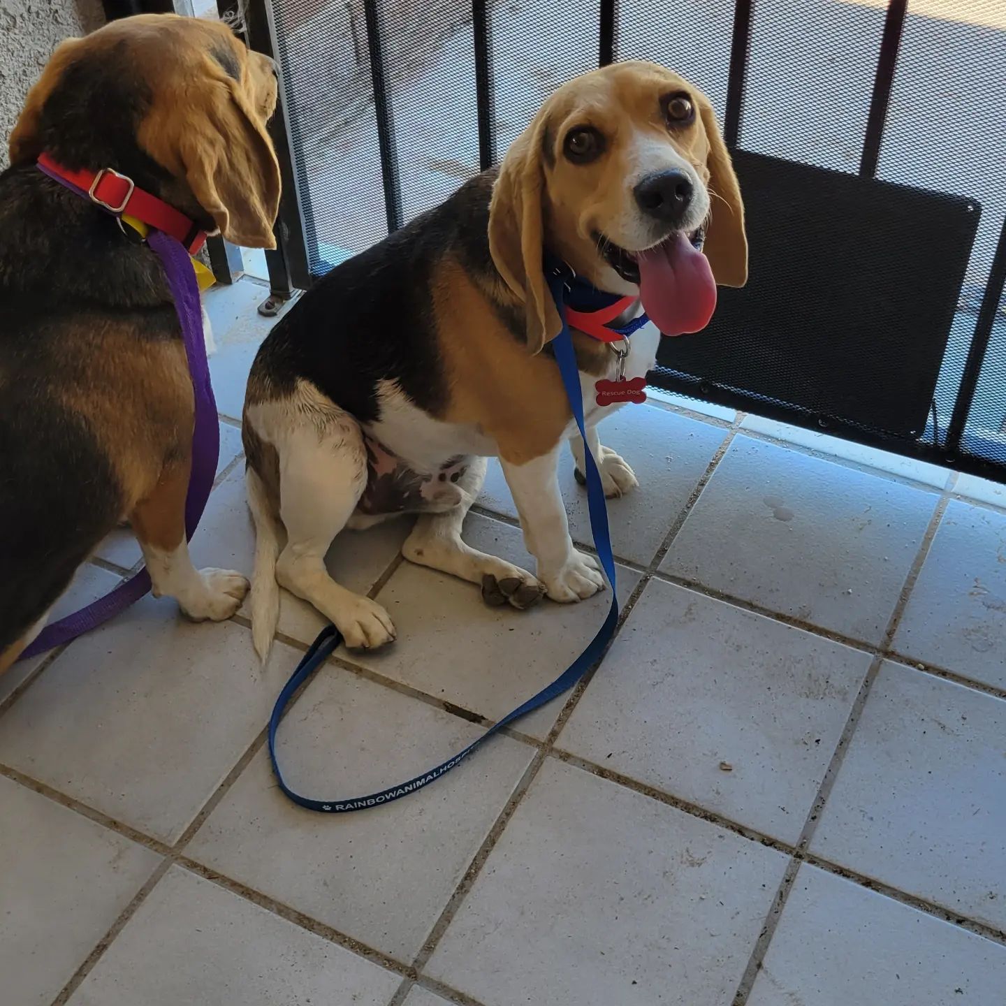 Dog for Adoption - Chert, a Beagle in Las Vegas, NV | Alpha Paw